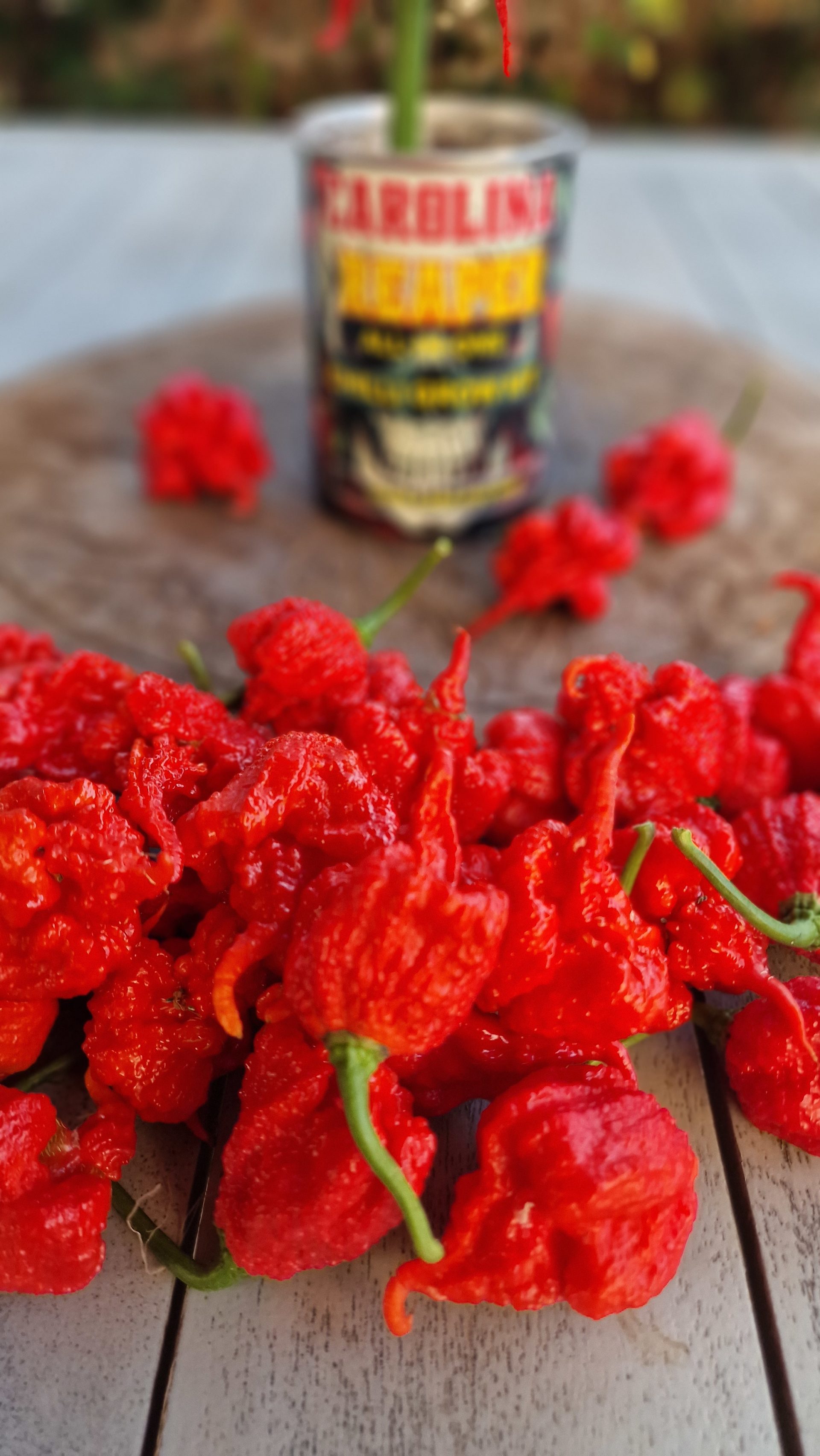 Carolina Reaper in a Can - Grow a Reaper in a Tin- Carolina Reaper Grow ...