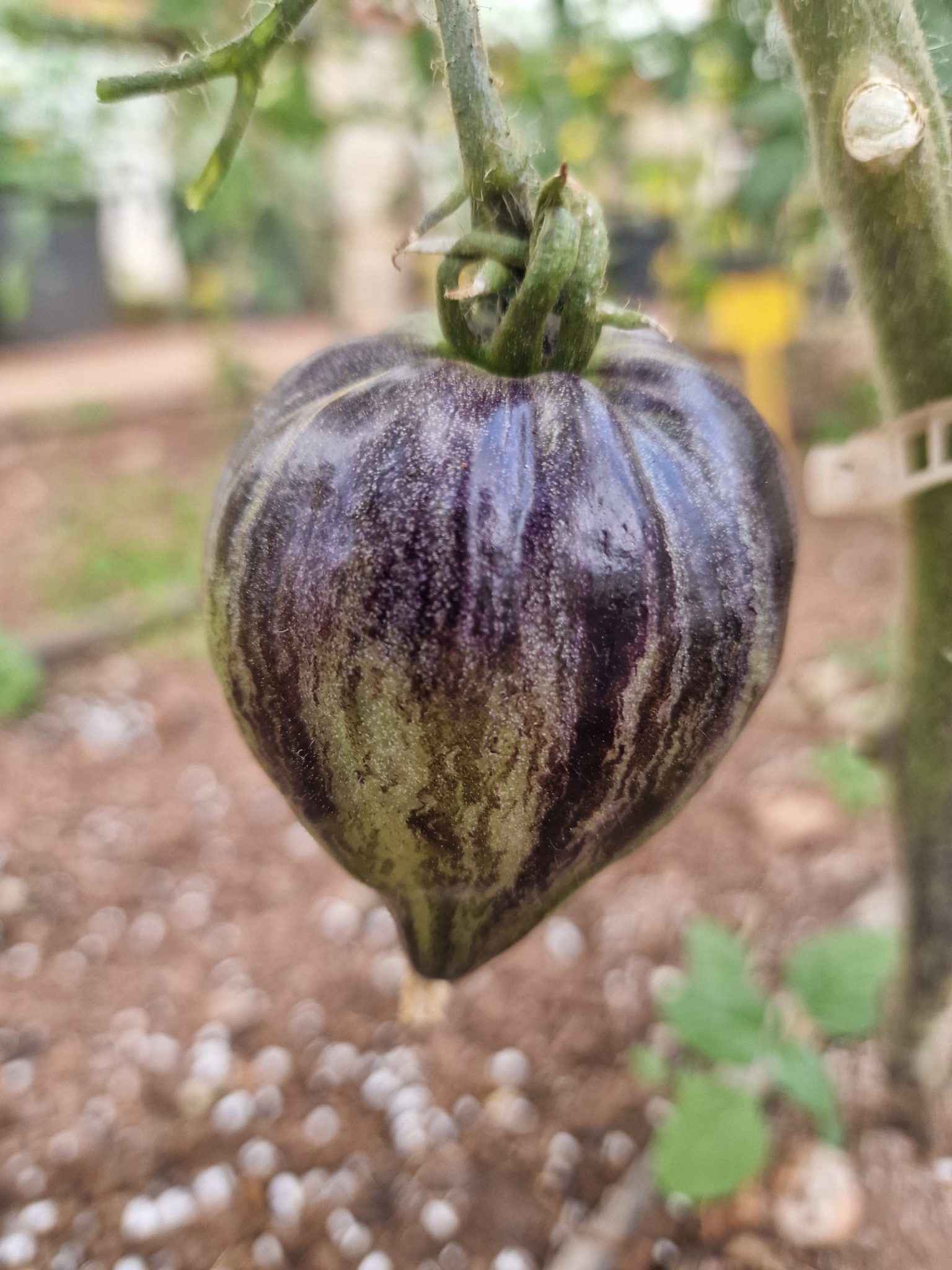 Rebel Starfighter Prime Tomato Seeds - Rebel Starfighter Prime Tomato ...