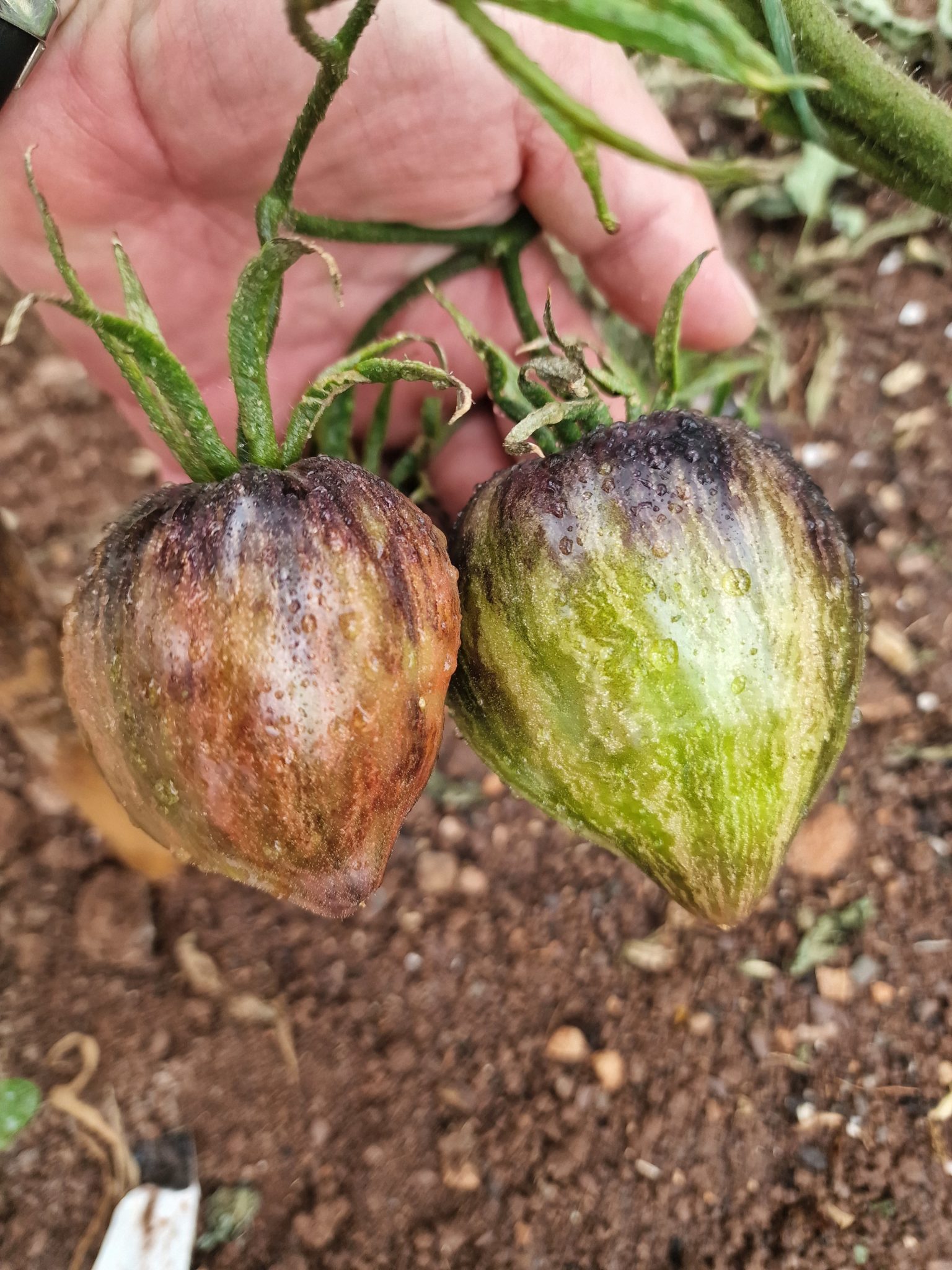 Rebel Starfighter Prime Tomato Seeds - Rebel Starfighter Prime Tomato ...