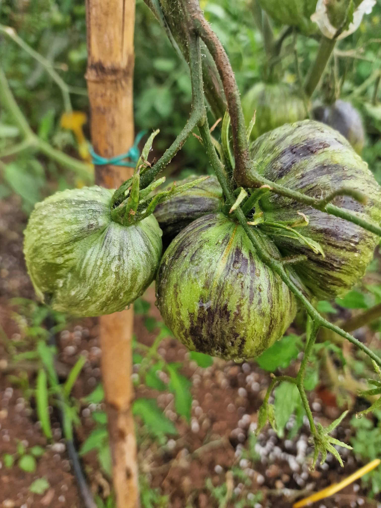 Rebel Starfighter Prime Tomato Seeds - Rebel Starfighter Prime Tomato ...