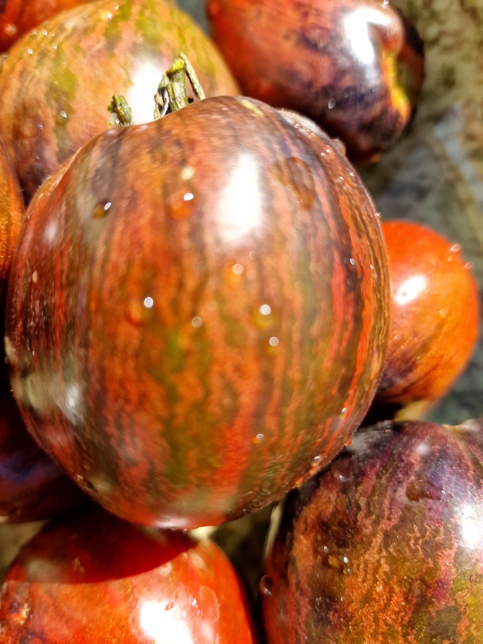 Rebel Starfighter Prime Tomato Seeds - Rebel Starfighter Prime Tomato ...