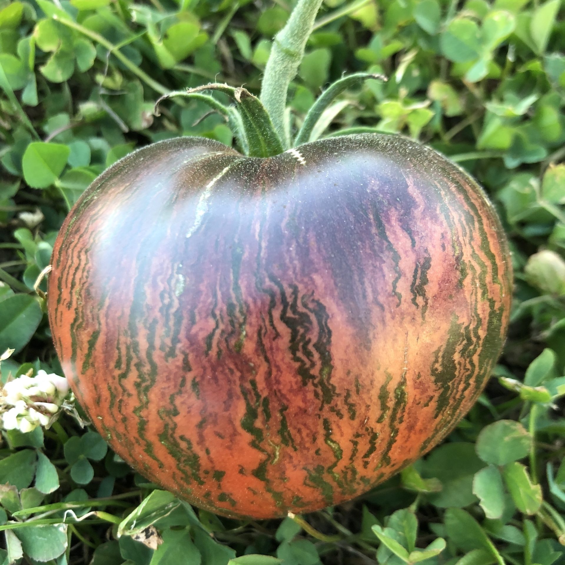 Rebel Starfighter Prime Tomato Seeds - Rebel Starfighter Prime Tomato ...