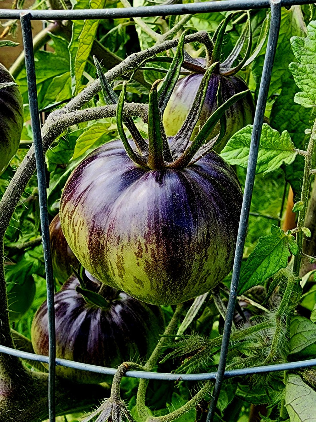 Rebel Starfighter Prime Tomato Seeds - Rebel Starfighter Prime Tomato ...