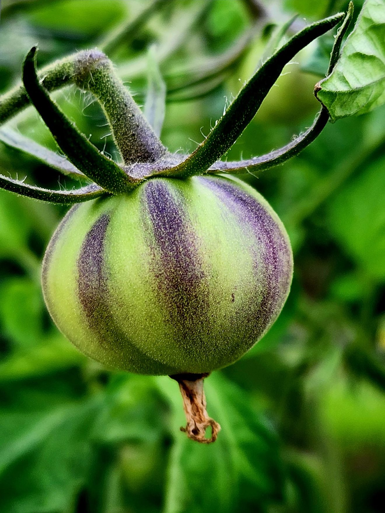 Rebel Starfighter Prime Tomato Seeds - Rebel Starfighter Prime Tomato ...
