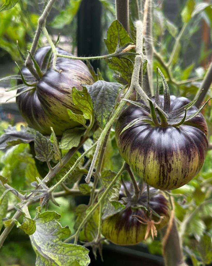 Rebel Starfighter Prime Tomato Seeds - Rebel Starfighter Prime Tomato ...