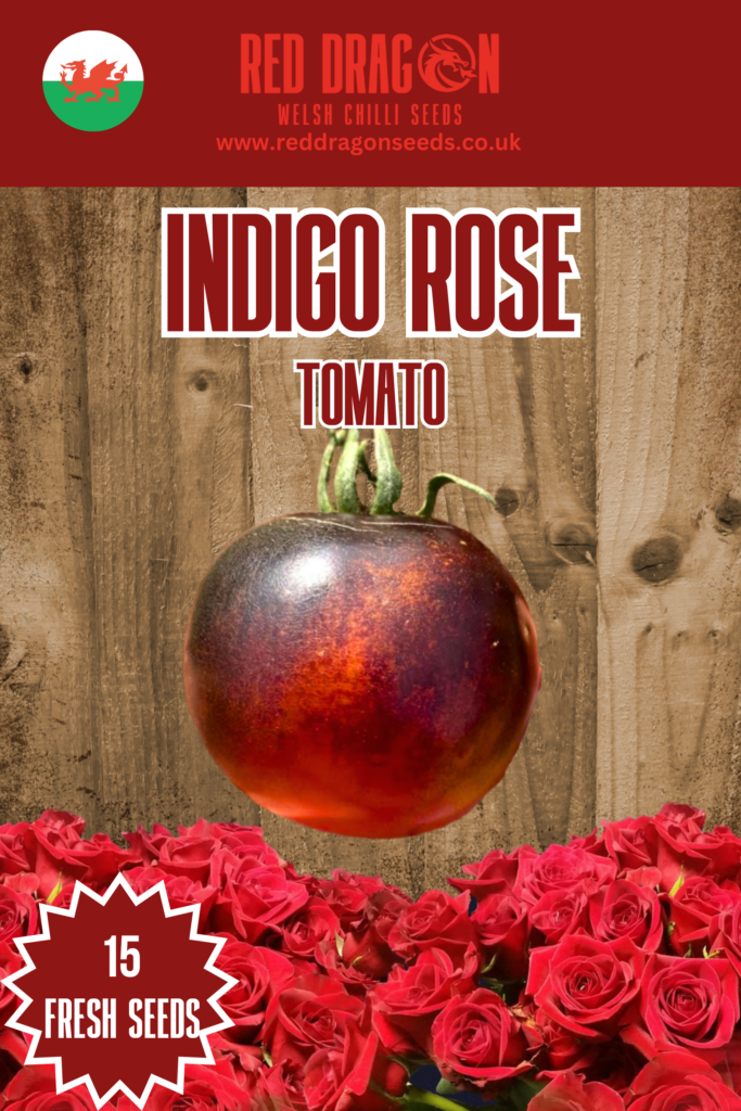 Indigo Rose Tomato Seeds Chilli Seeds For Sale - Indigo Rose Tomato ...