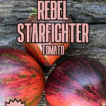 Rebel Starfighter Prime Tomato Seeds Chilli Seeds For Sale - Rebel ...