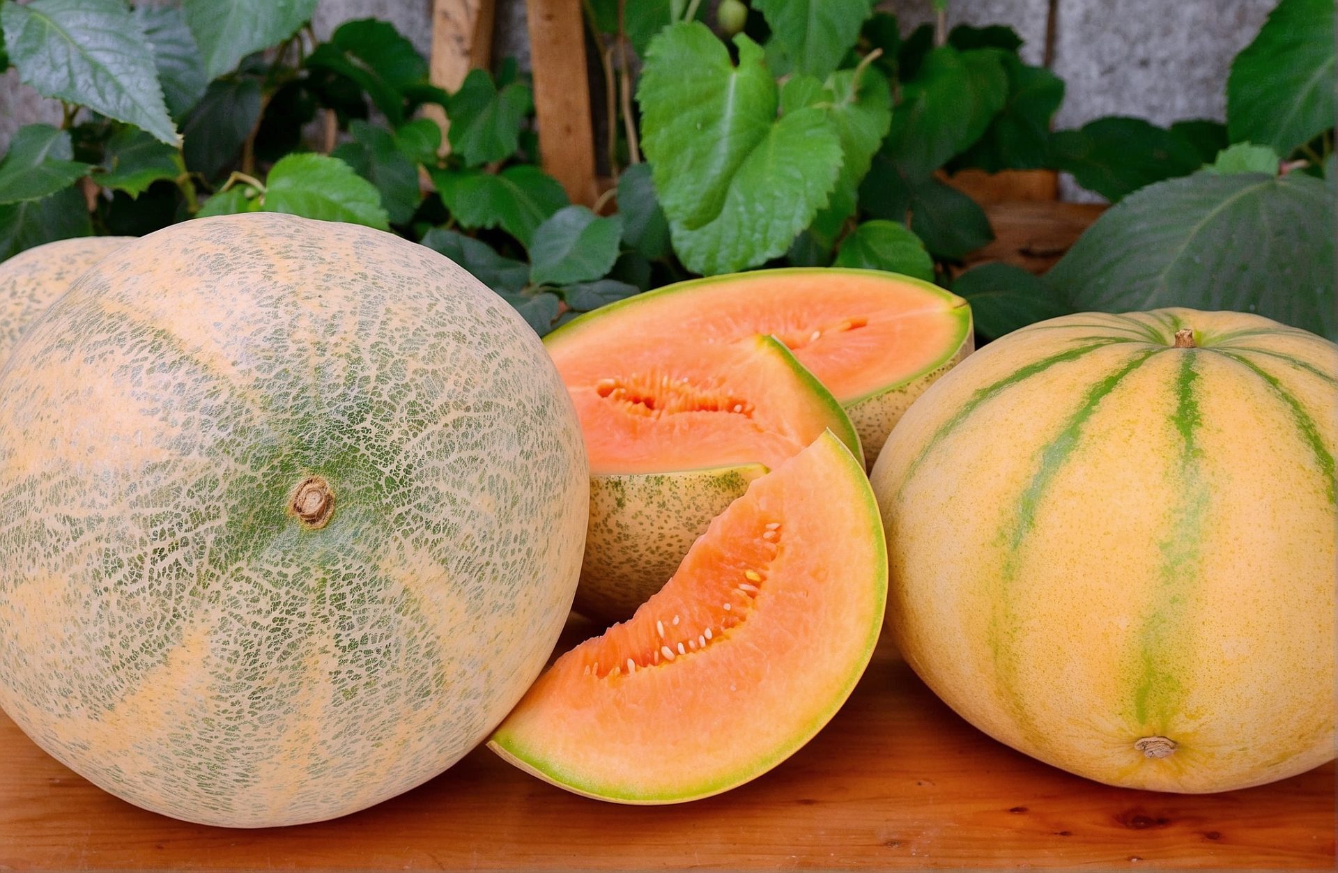 Madhu Ras Melon Seeds - Red Dragon Seeds.co.uk