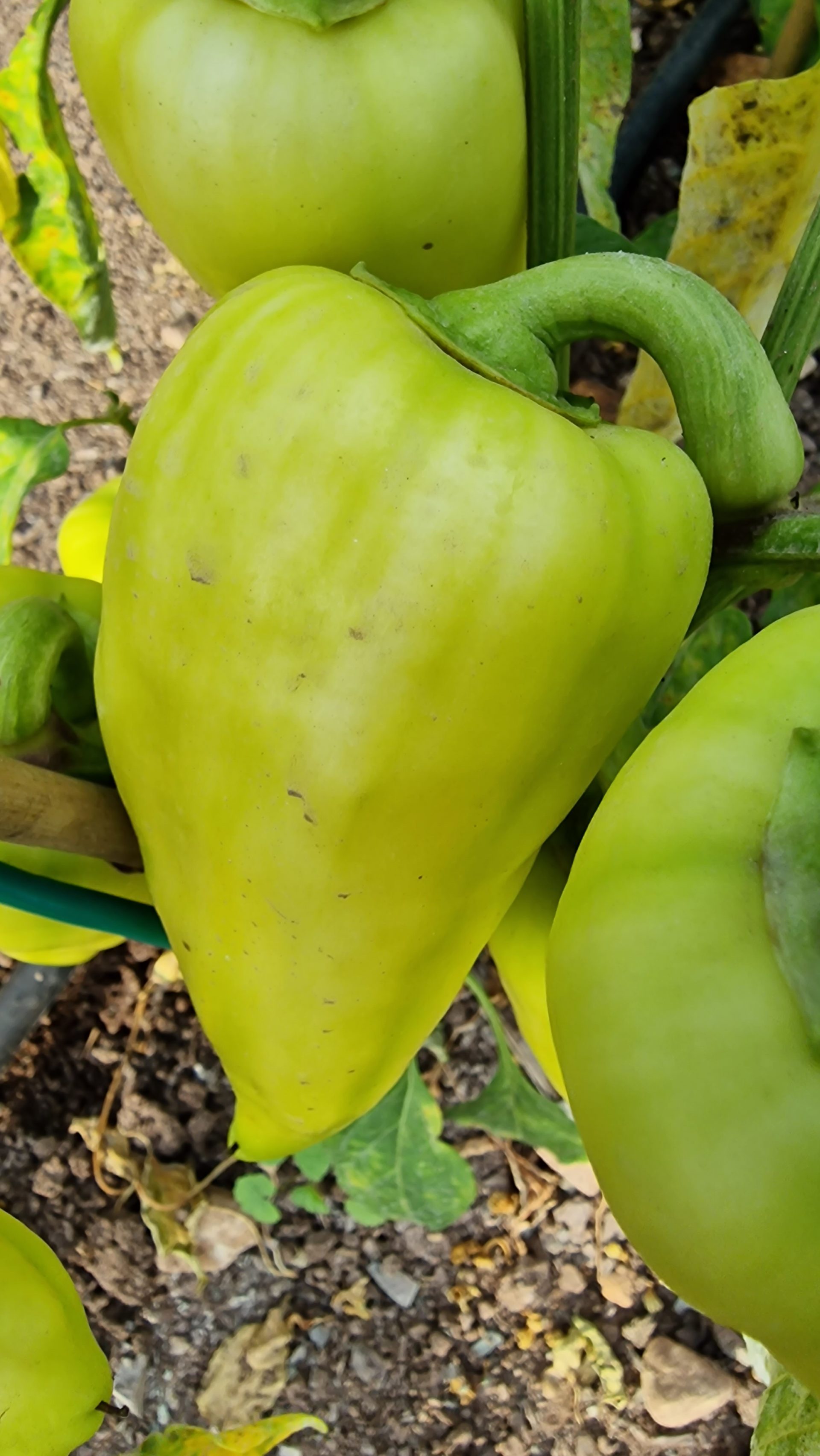 Amanda Sweet Pepper Seeds - Amanda Pepper Seeds - Red Dragon Seeds