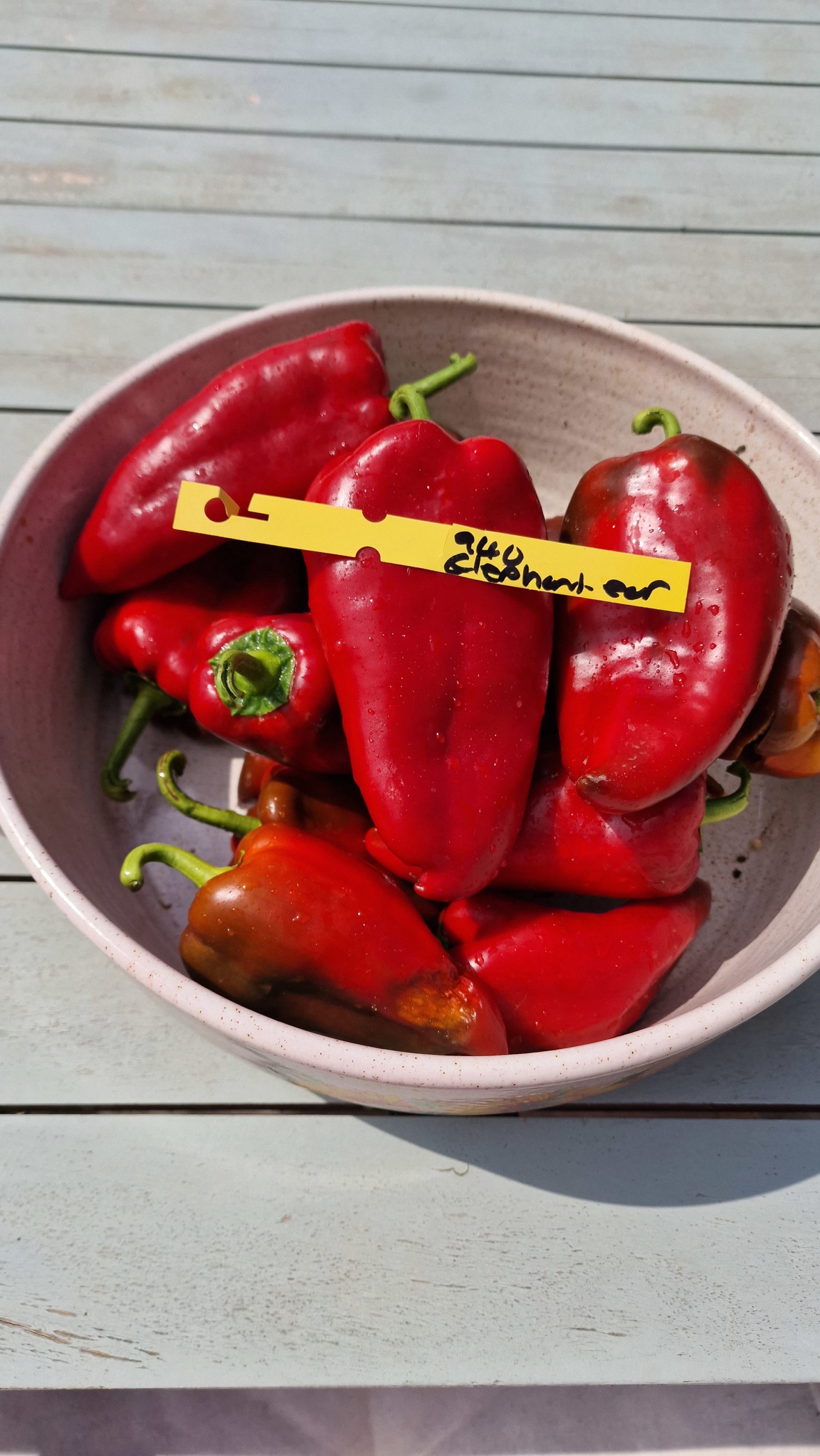 Elephant Ear Red Sweet Pepper Seeds - Red Dragon Seeds