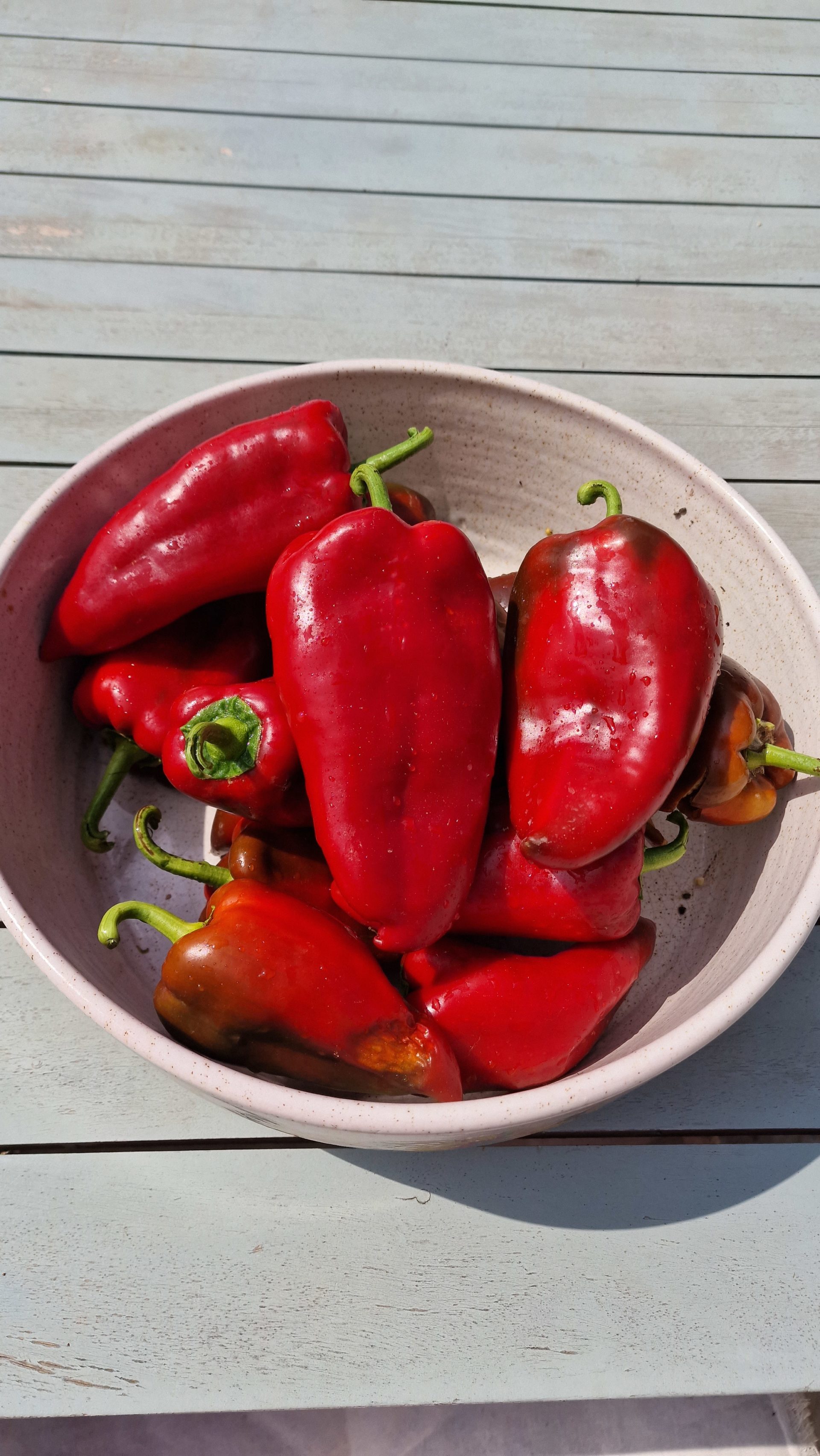 Elephant Ear Red Sweet Pepper Seeds - Red Dragon Seeds