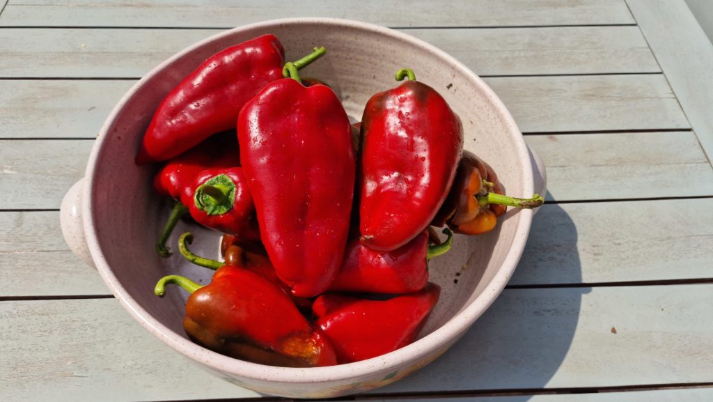 Elephant Ear Red Sweet Pepper Seeds - Red Dragon Seeds