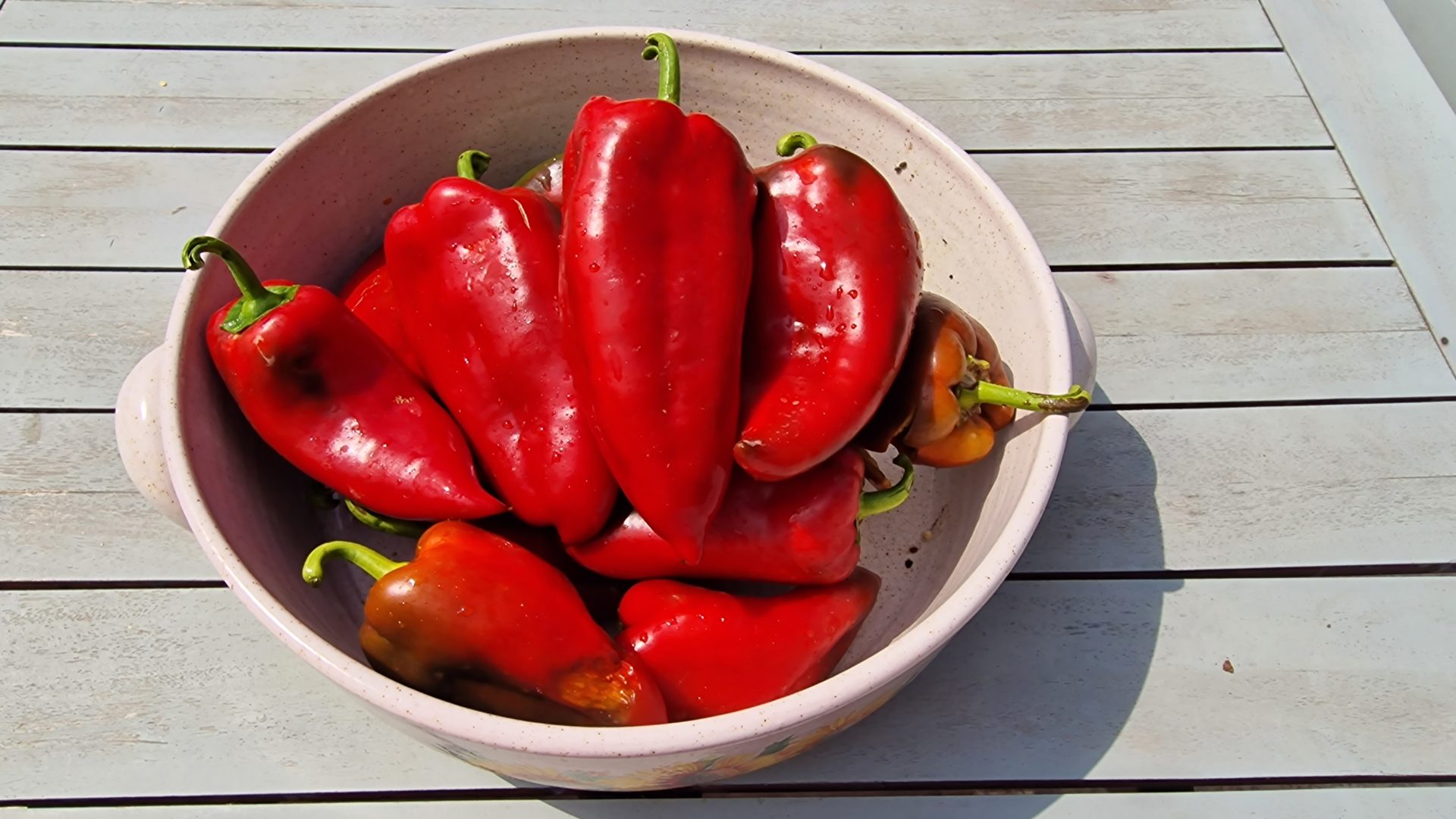 Elephant Ear Red Sweet Pepper Seeds - Red Dragon Seeds