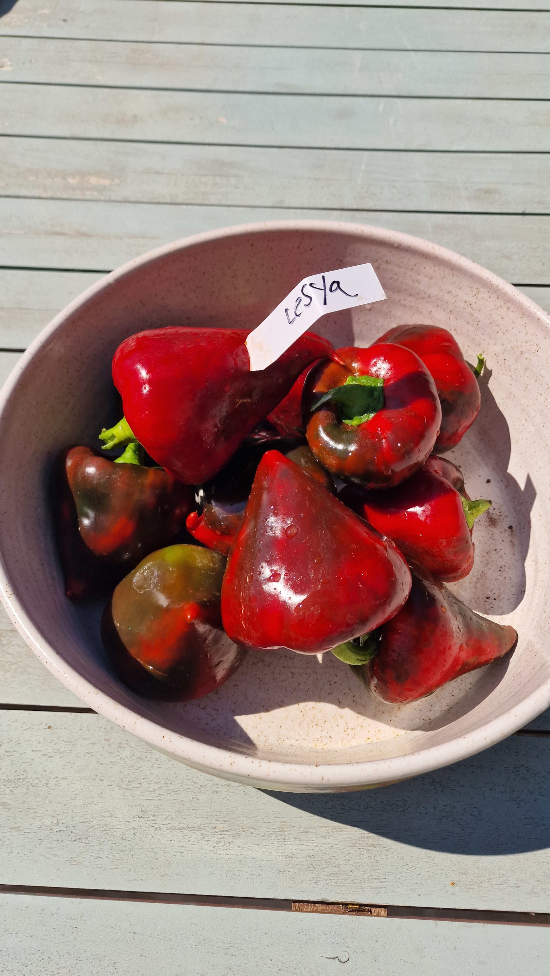 Lesya Sweet Pepper Seeds - Lesya Pepper Seeds - Red Dragon Seeds