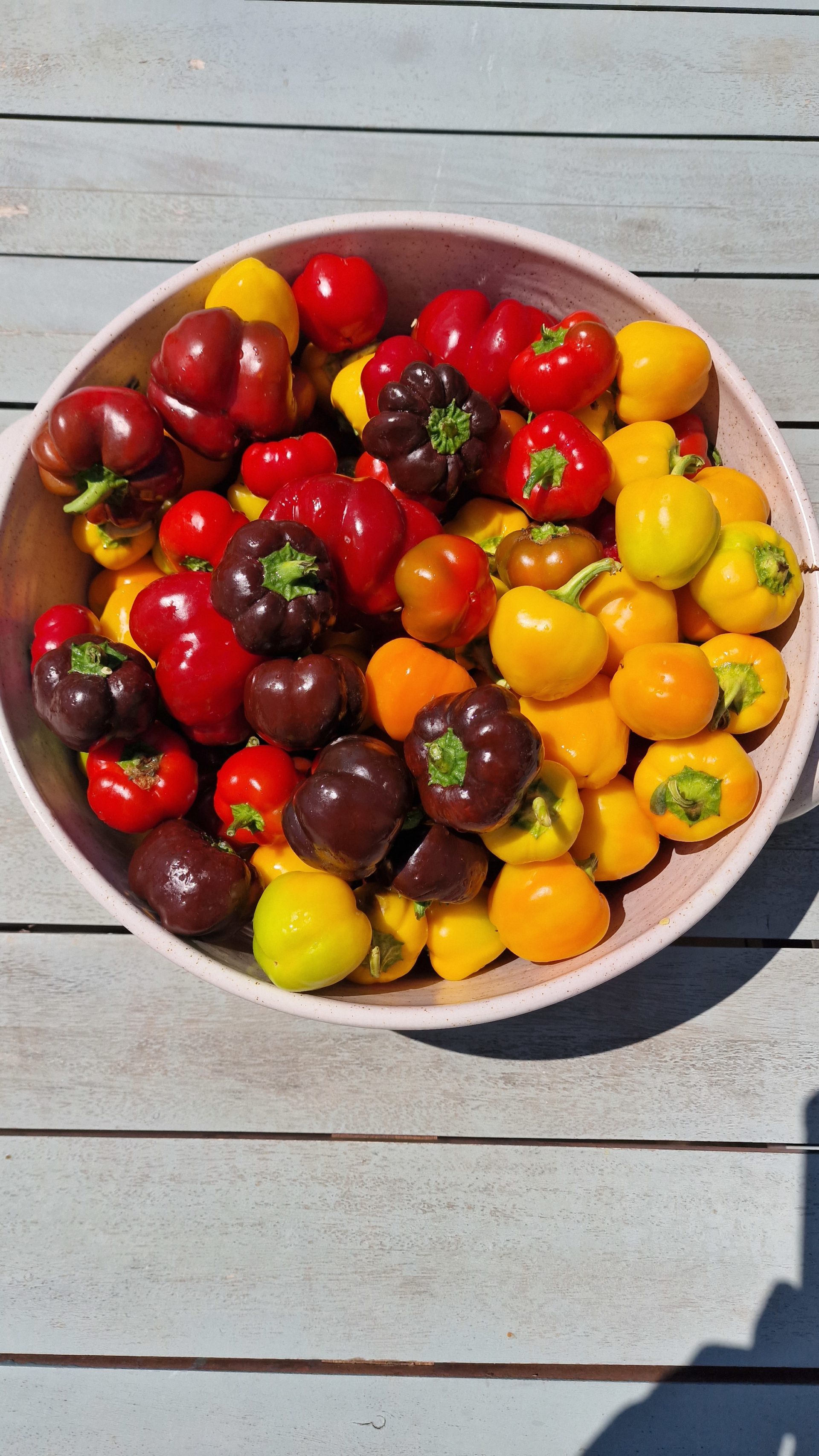 Mini Bell Multi-Colour Sweet Pepper Seeds - Red Dragon Seeds