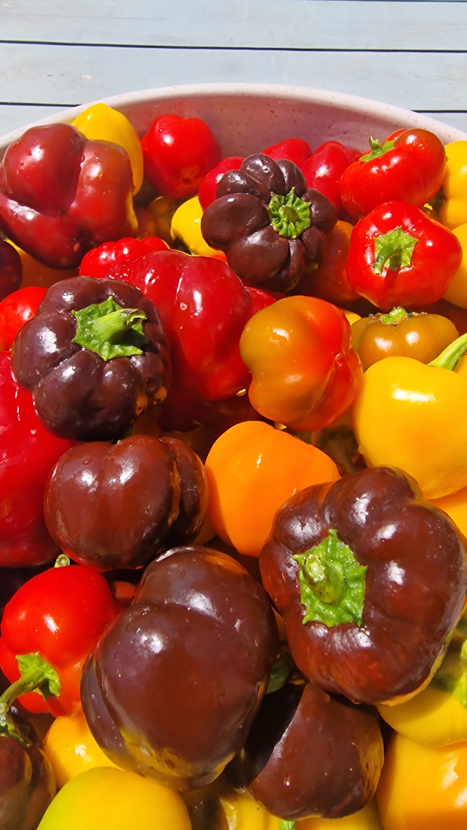 Mini Bell Multi-Colour Sweet Pepper Seeds - Red Dragon Seeds