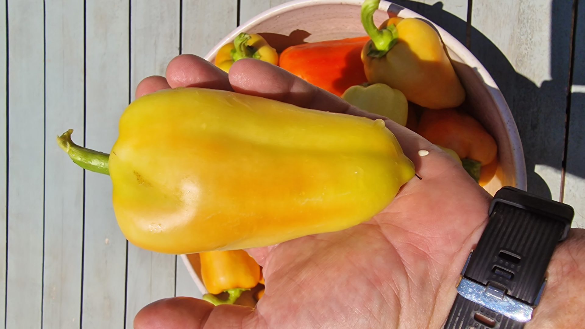 Amanda Sweet Pepper Seeds - Amanda Pepper Seeds - Red Dragon Seeds