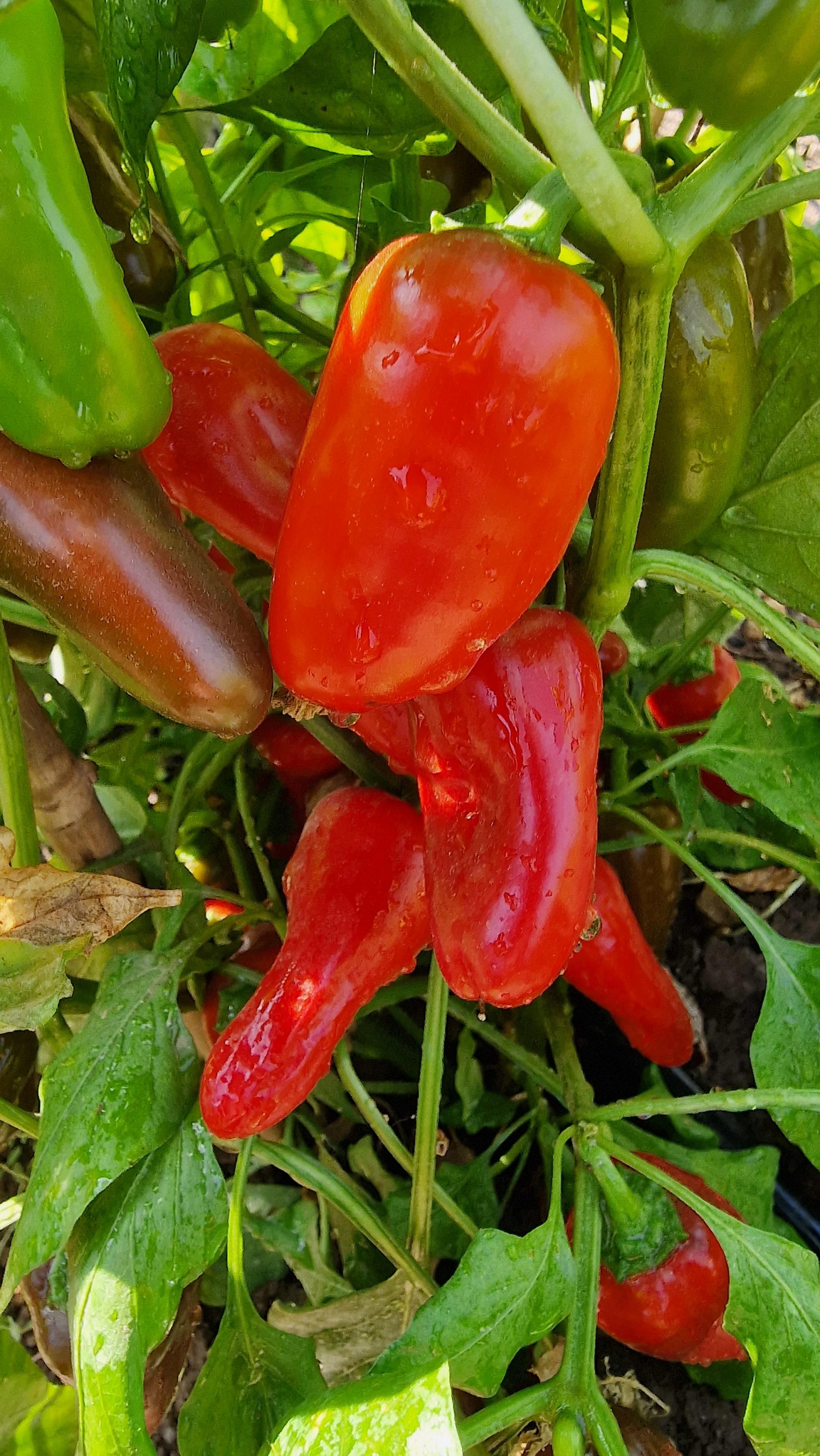 Lunch Box Red Sweet Pepper Seeds - Red Dragon Seeds