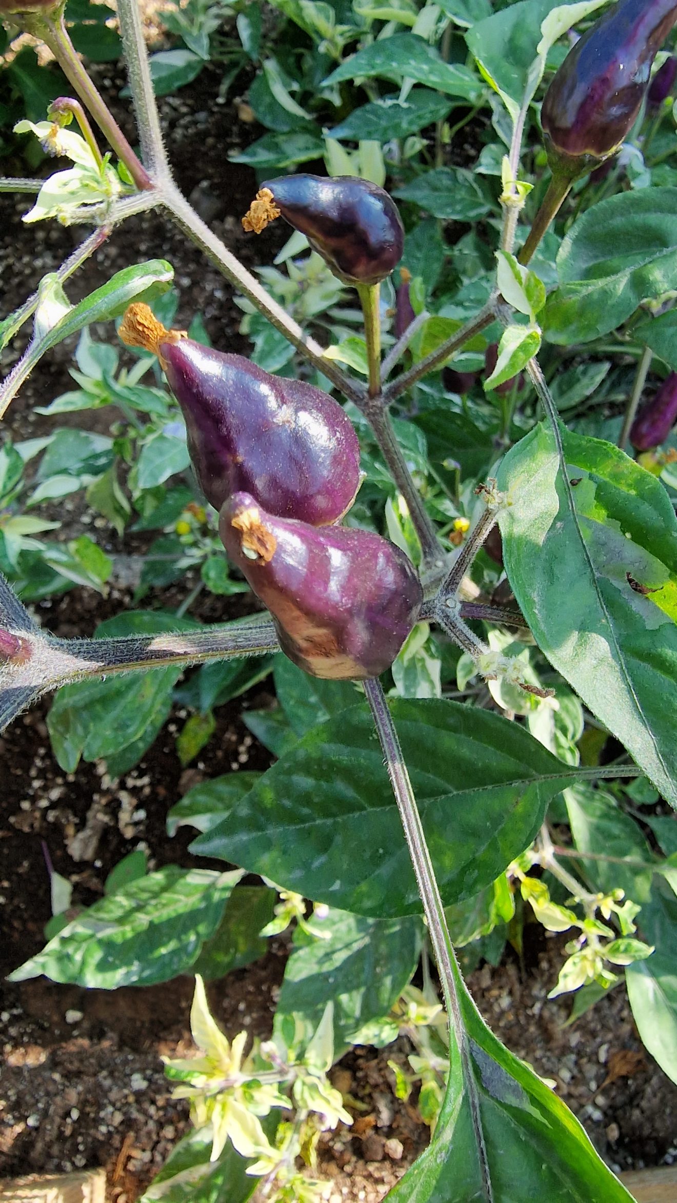 UFO Fluorescent Variegated Chilli Seeds - UFO Fluorescent Variegated ...