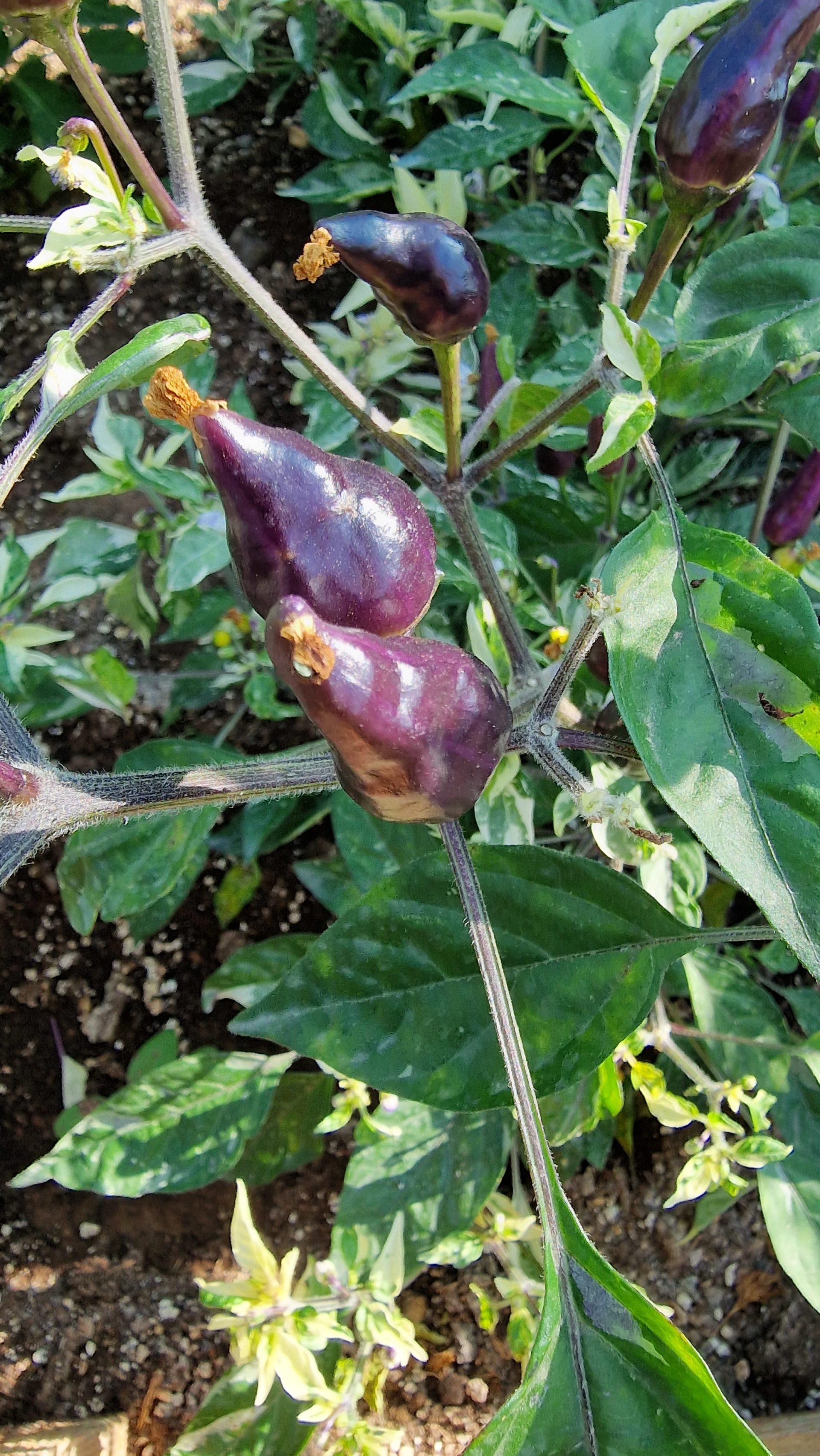 UFO Fluorescent Variegated Chilli Seeds - UFO Fluorescent Variegated ...