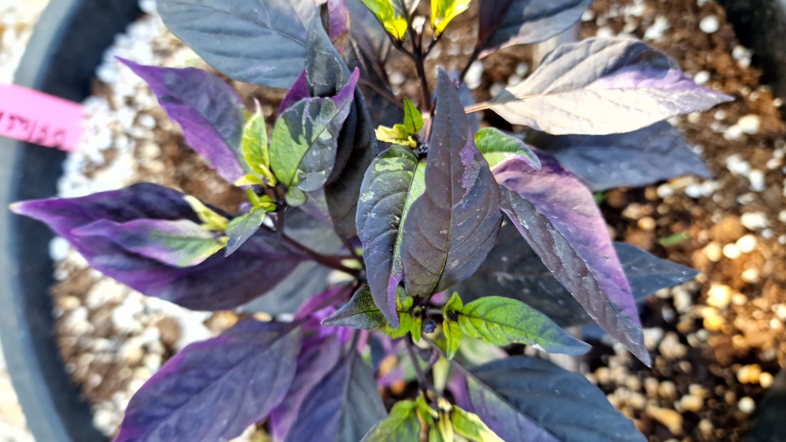 Purple Flash Chilli Seeds - Purple Flash Variegated Pepper Seeds - Red ...