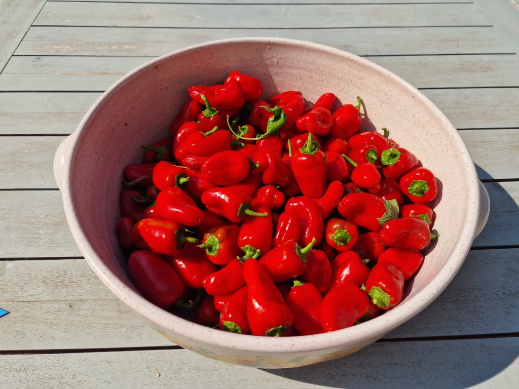 Lunch Box Red Sweet Pepper Seeds - Red Dragon Seeds