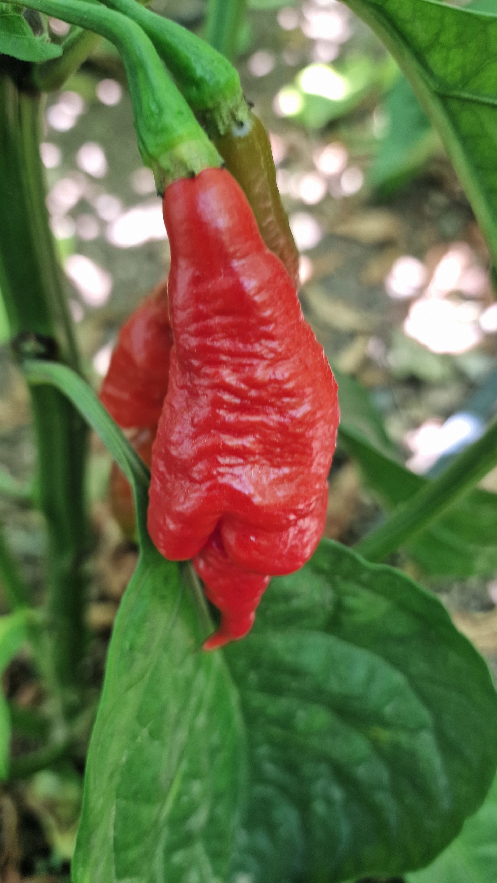 SRTSL Chilli Seeds - Sara Ragoonan Trinidad Scorpion Pepper Seeds
