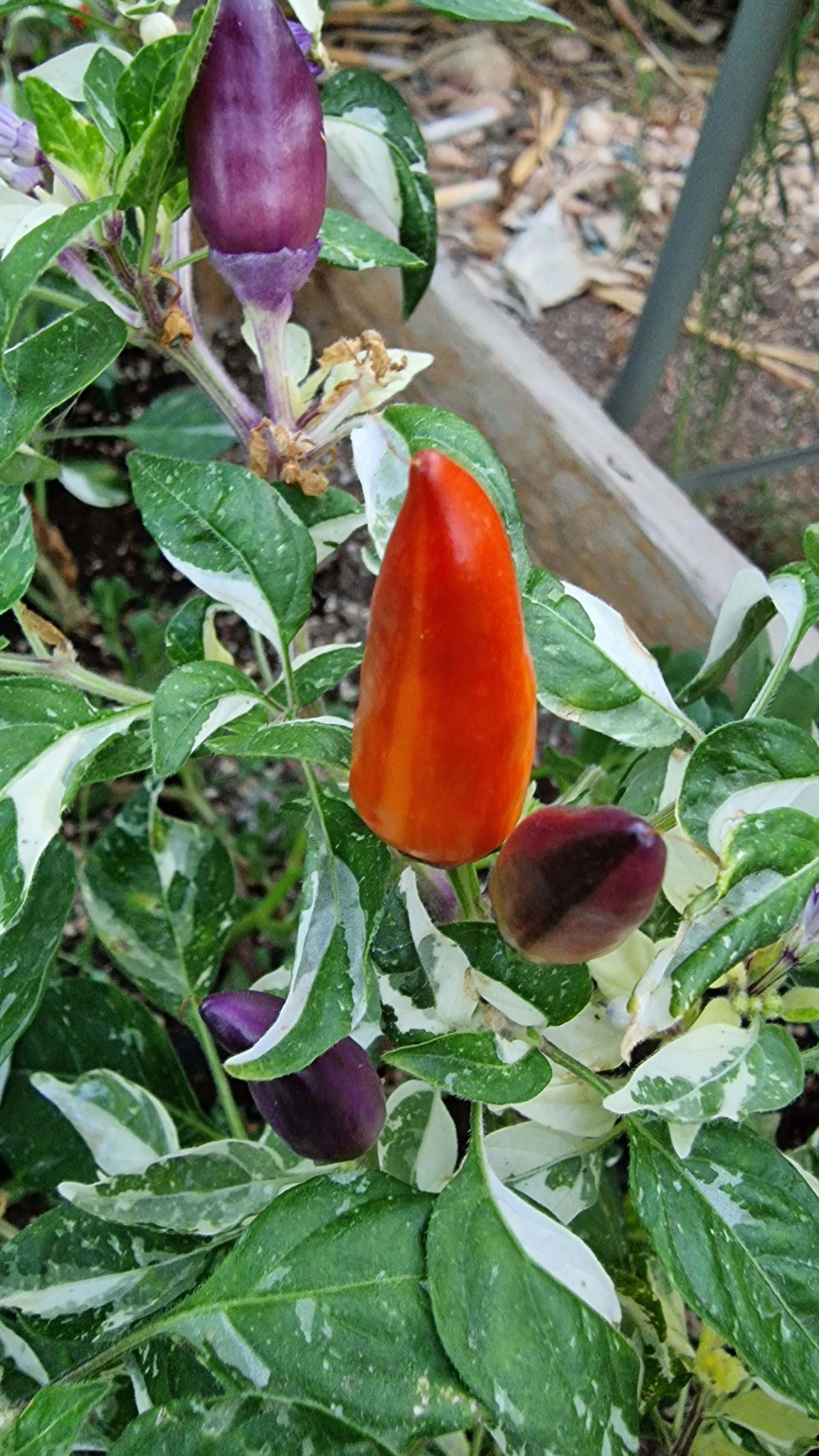 UFO Fluorescent Variegated Chilli Seeds - UFO Fluorescent Variegated ...