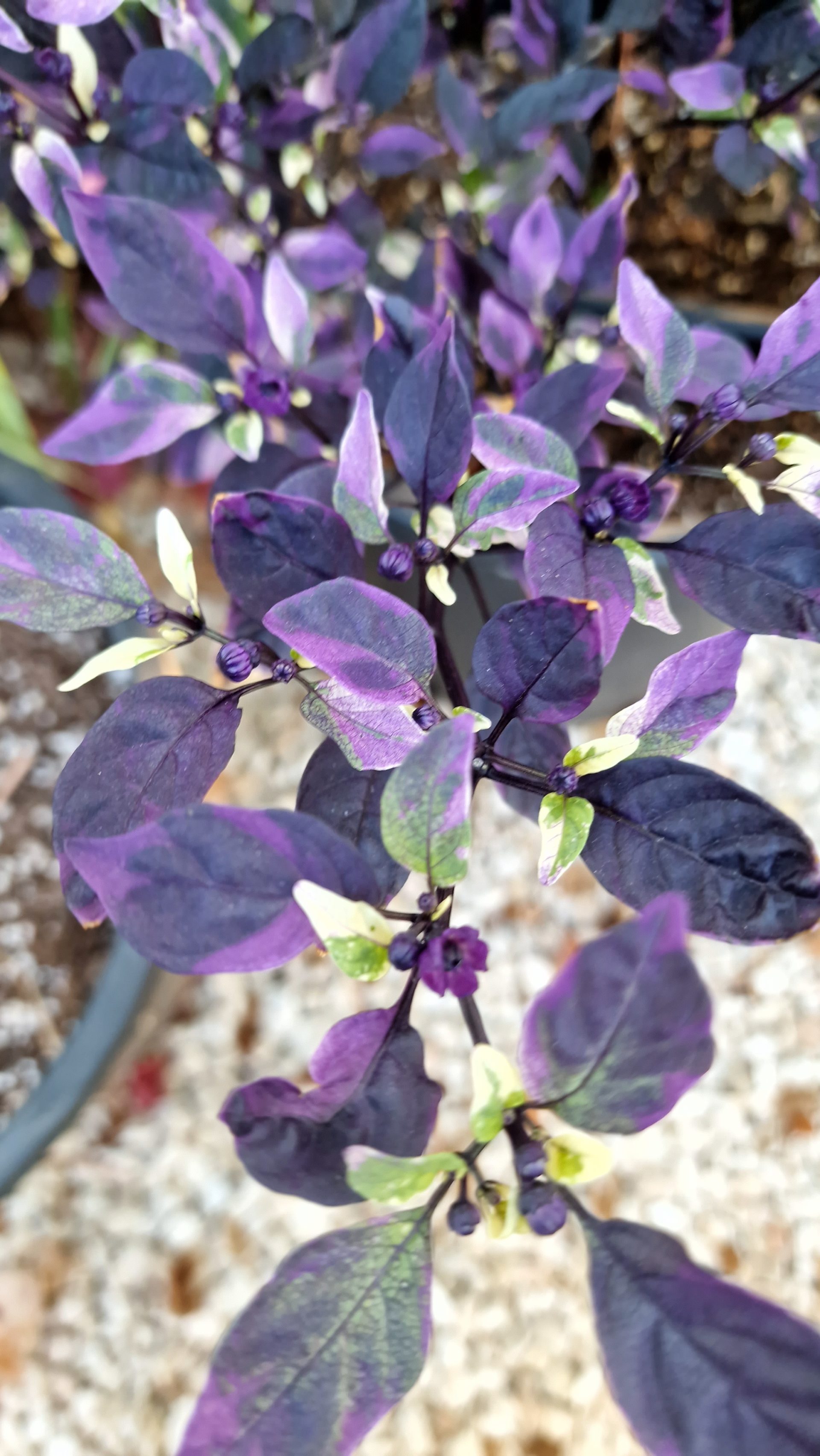 Purple Flash Chilli Seeds - Purple Flash Variegated Pepper Seeds - Red ...