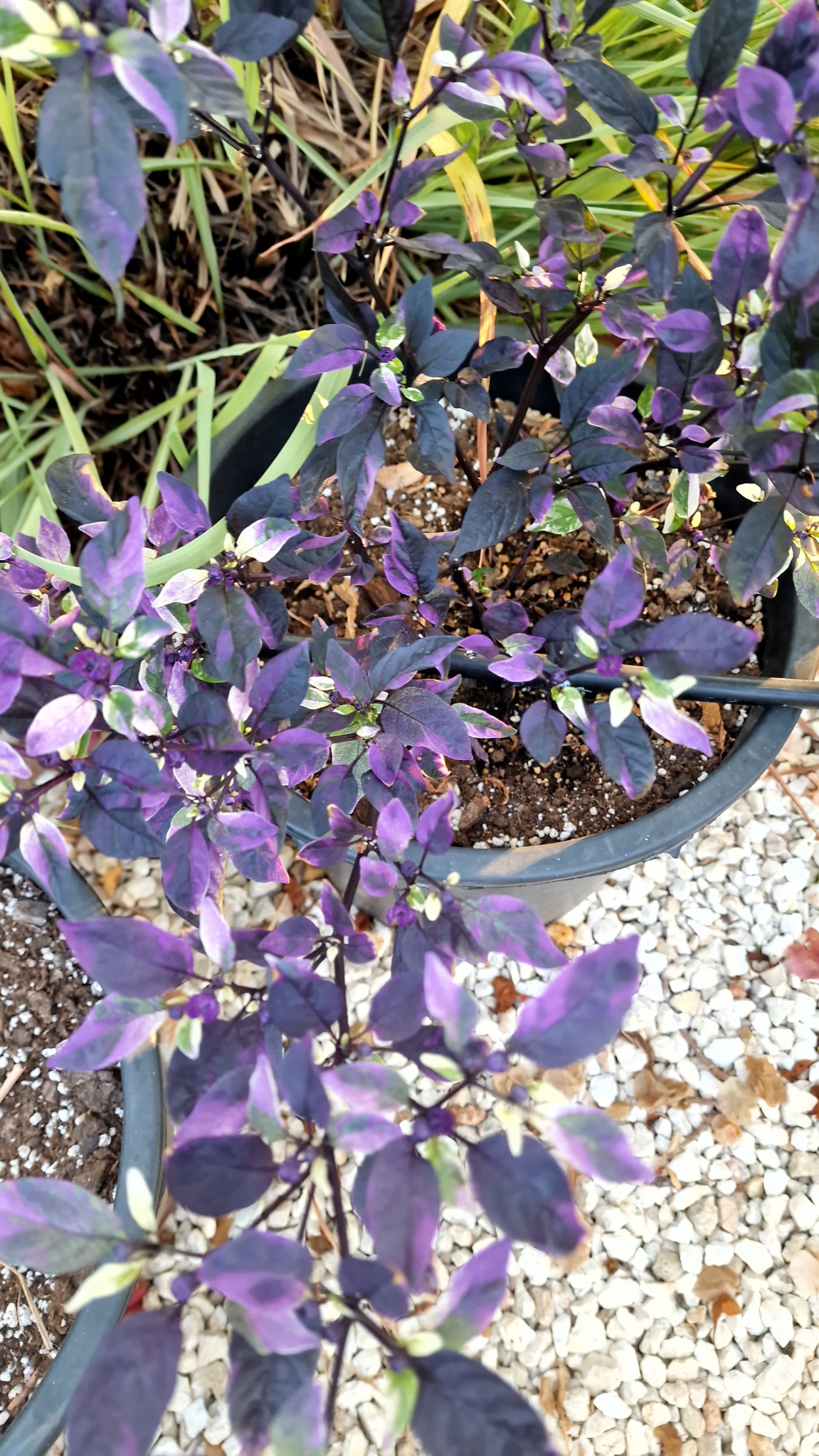 Purple Flash Chilli Seeds - Purple Flash Variegated Pepper Seeds - Red ...