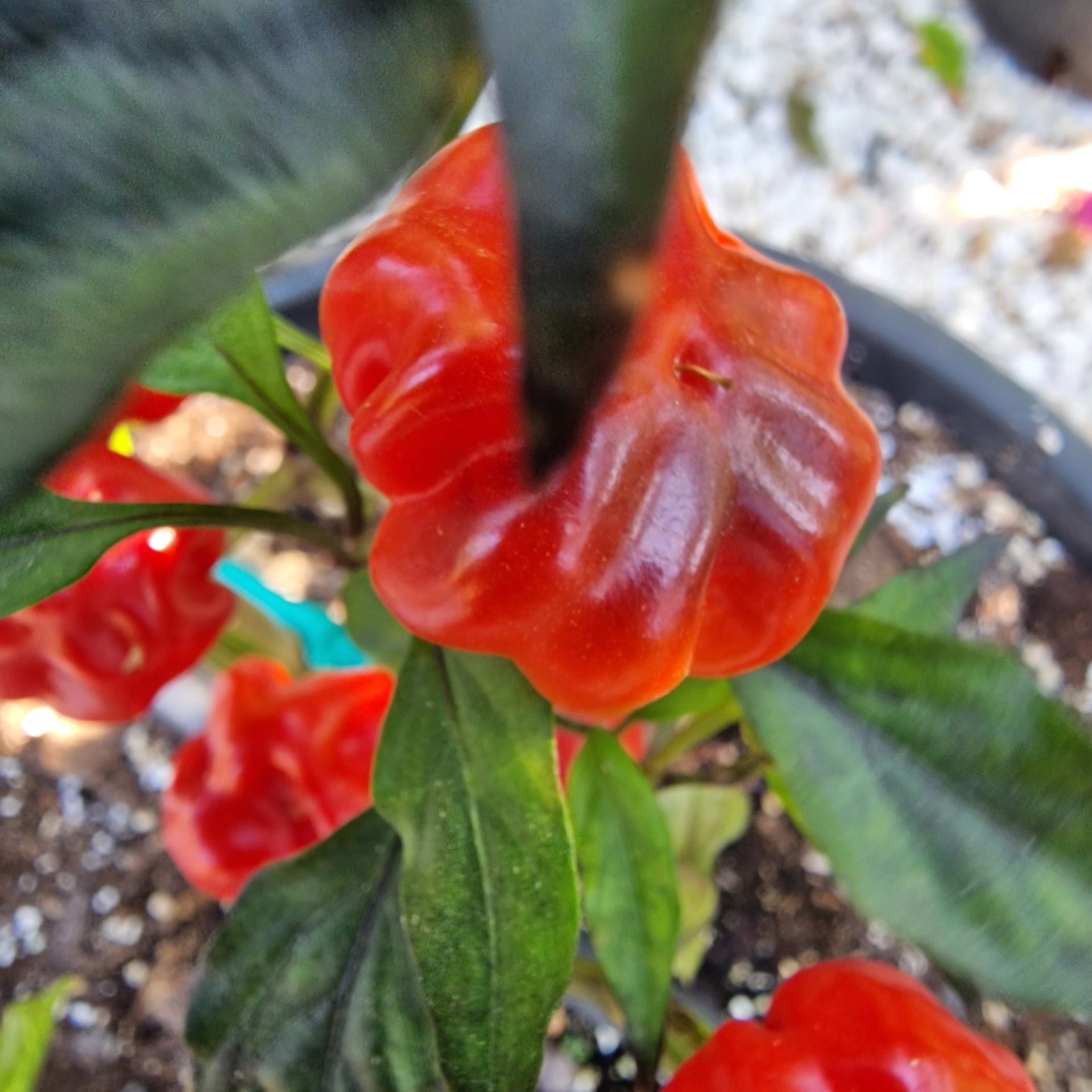Purple Pumpkin Chilli Seeds Chilli Seeds For Sale - Purple Pumpkin ...