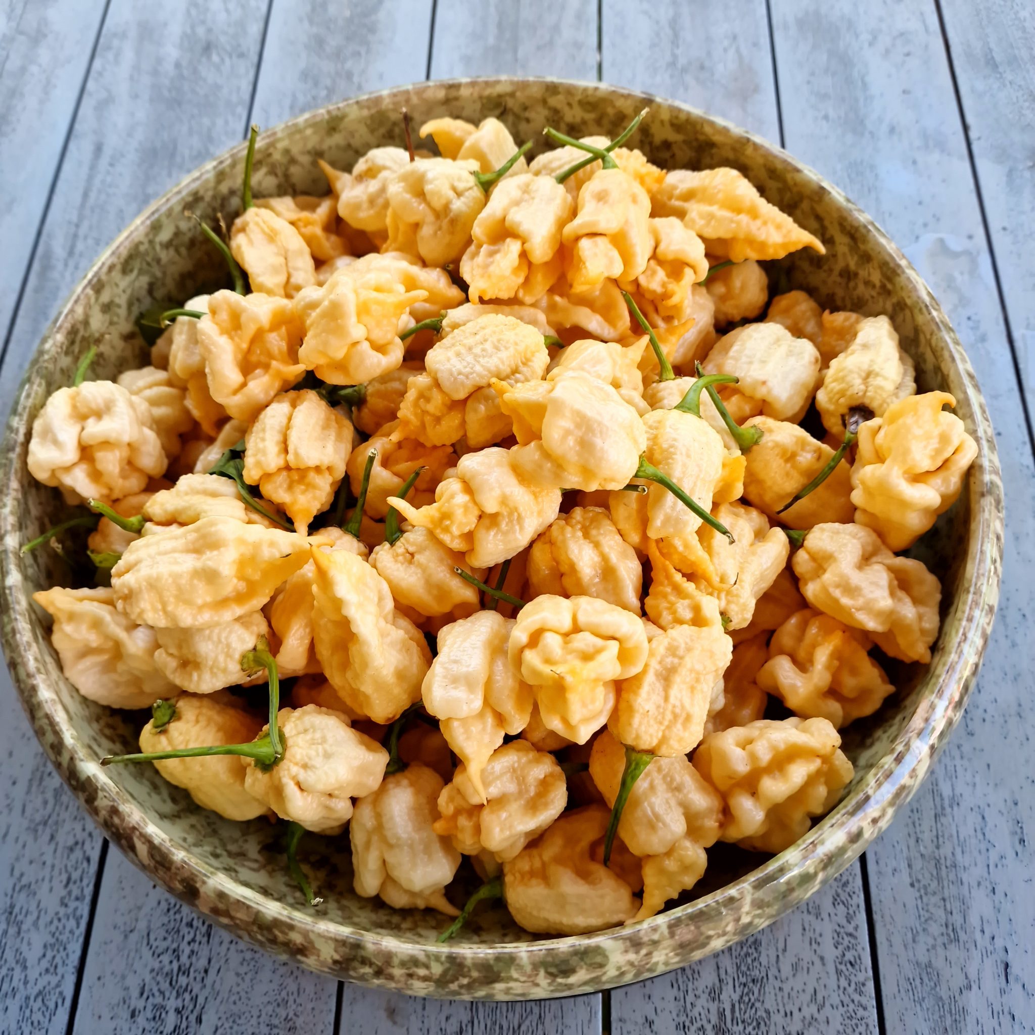 California Reaper Chilli Seeds- Peach Reaper Pepper Seeds - Red Dragon ...