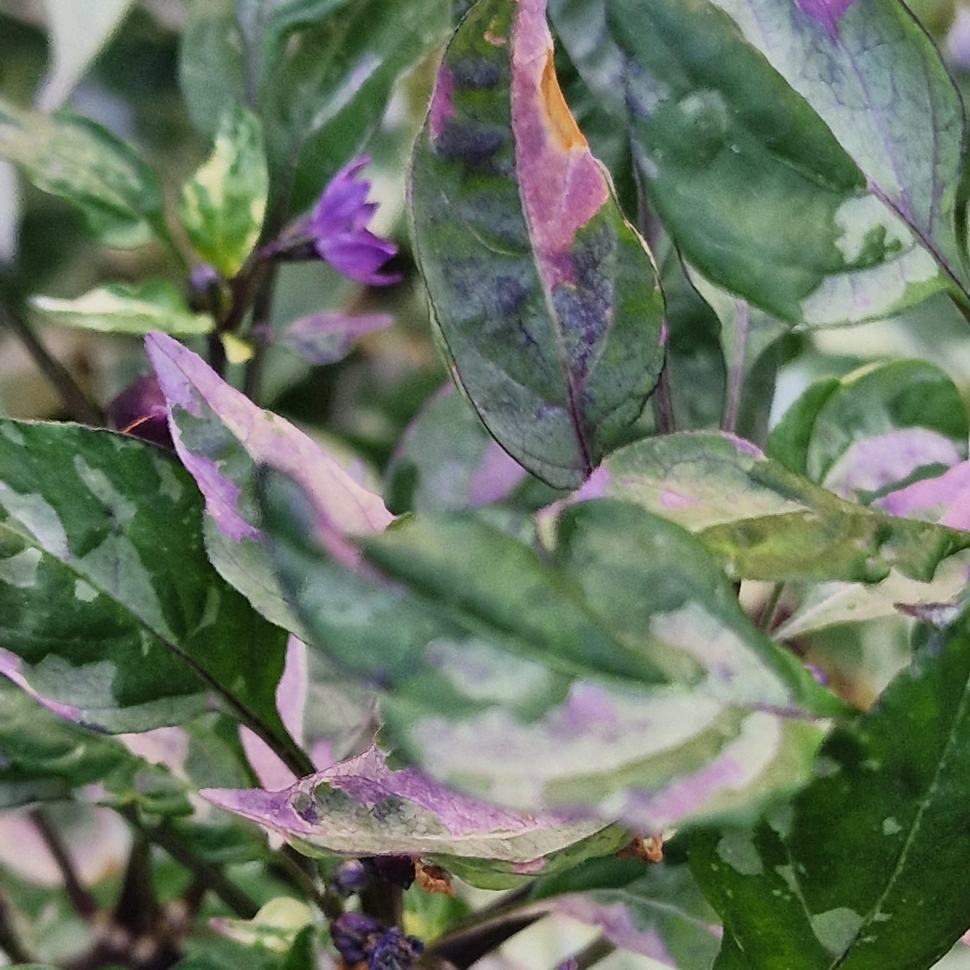 UFO Fluorescent Variegated Chilli Seeds - UFO Fluorescent Variegated ...