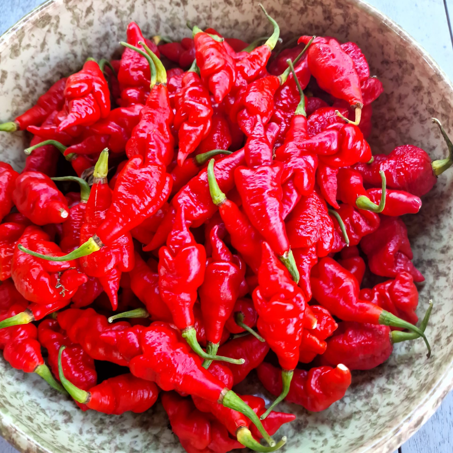 SRTSL Chilli Seeds - Sara Ragoonan Trinidad Scorpion Pepper Seeds