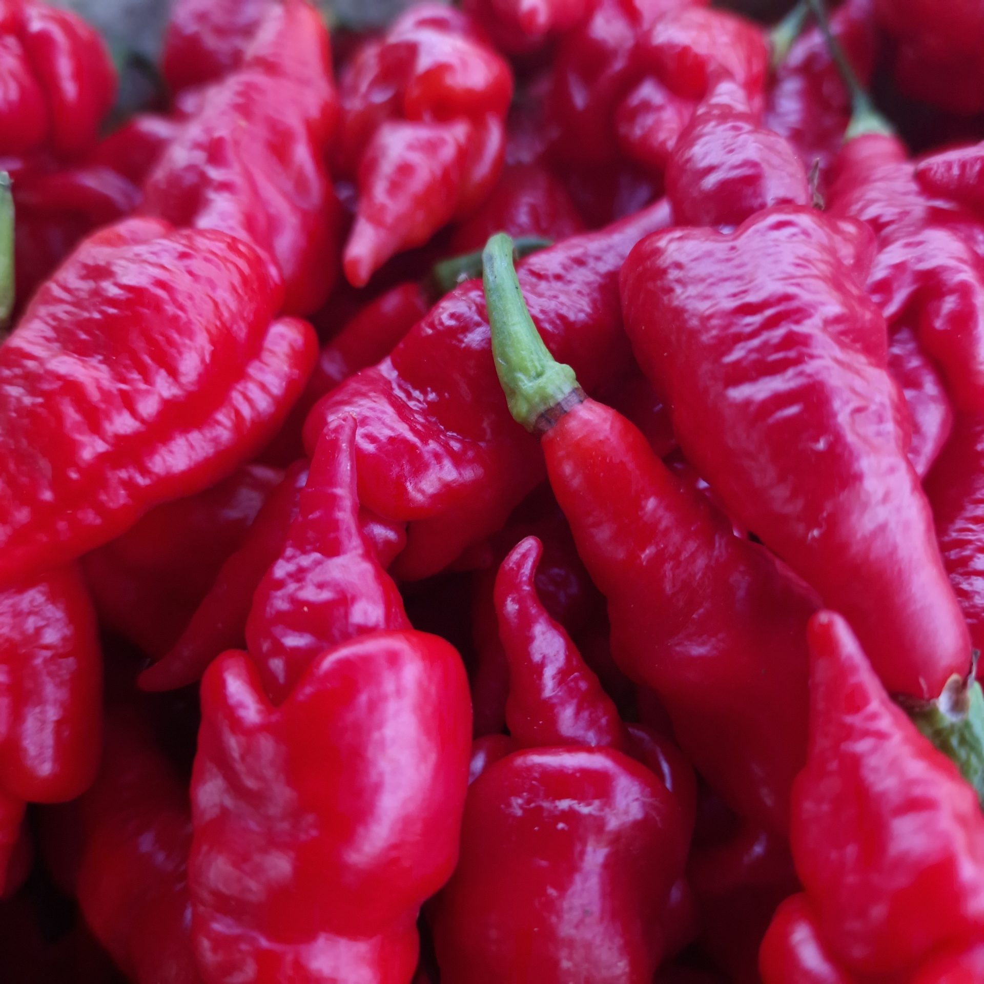 SRTSL Chilli Seeds - Sara Ragoonan Trinidad Scorpion Pepper Seeds