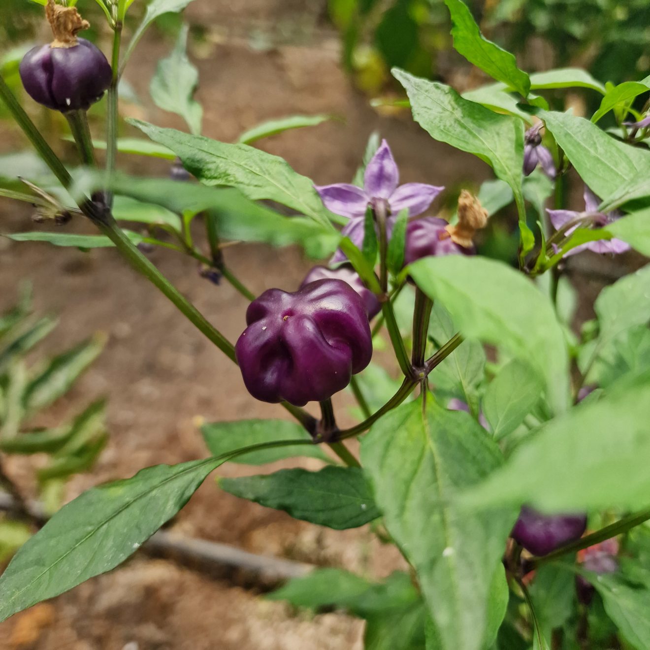 Mild Archives - Page 2 of 3 - Red Dragon Seeds