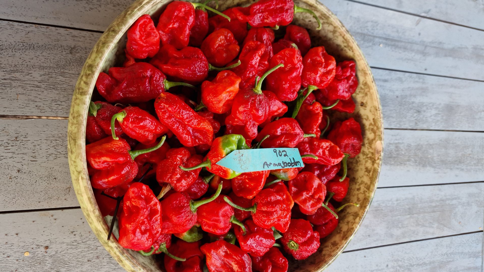 Armageddon Chilli Seeds - Armageddon Pepper Seeds