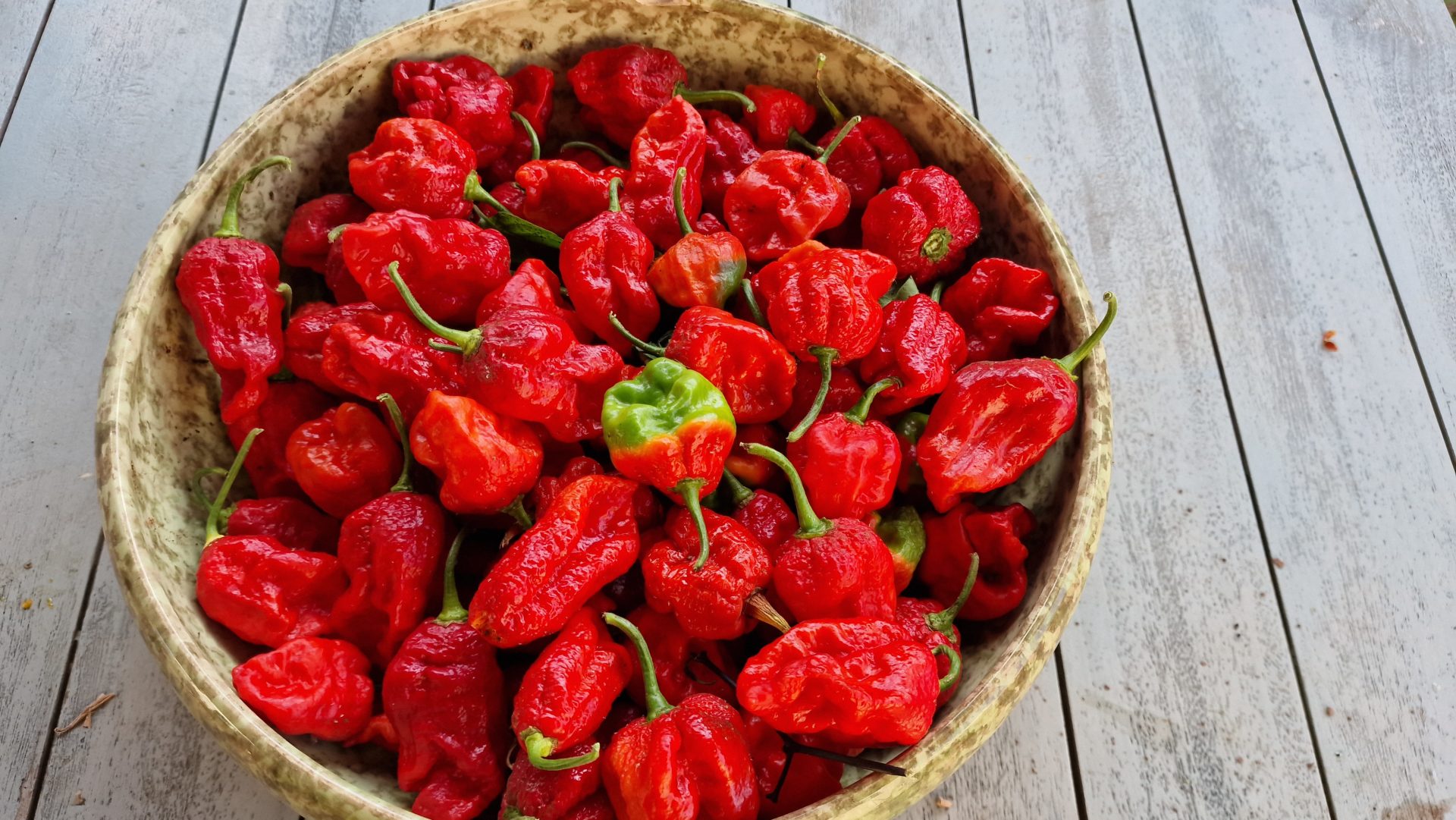 Armageddon Chilli Seeds - Armageddon Pepper Seeds
