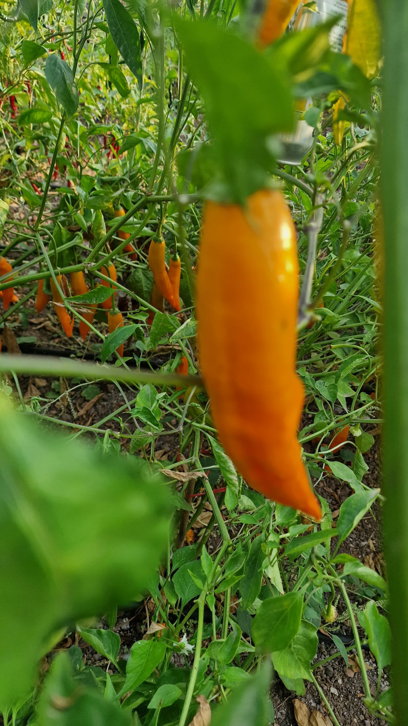 Aji Pacay Chilli Seeds - Aji Pacay Pepper Seeds