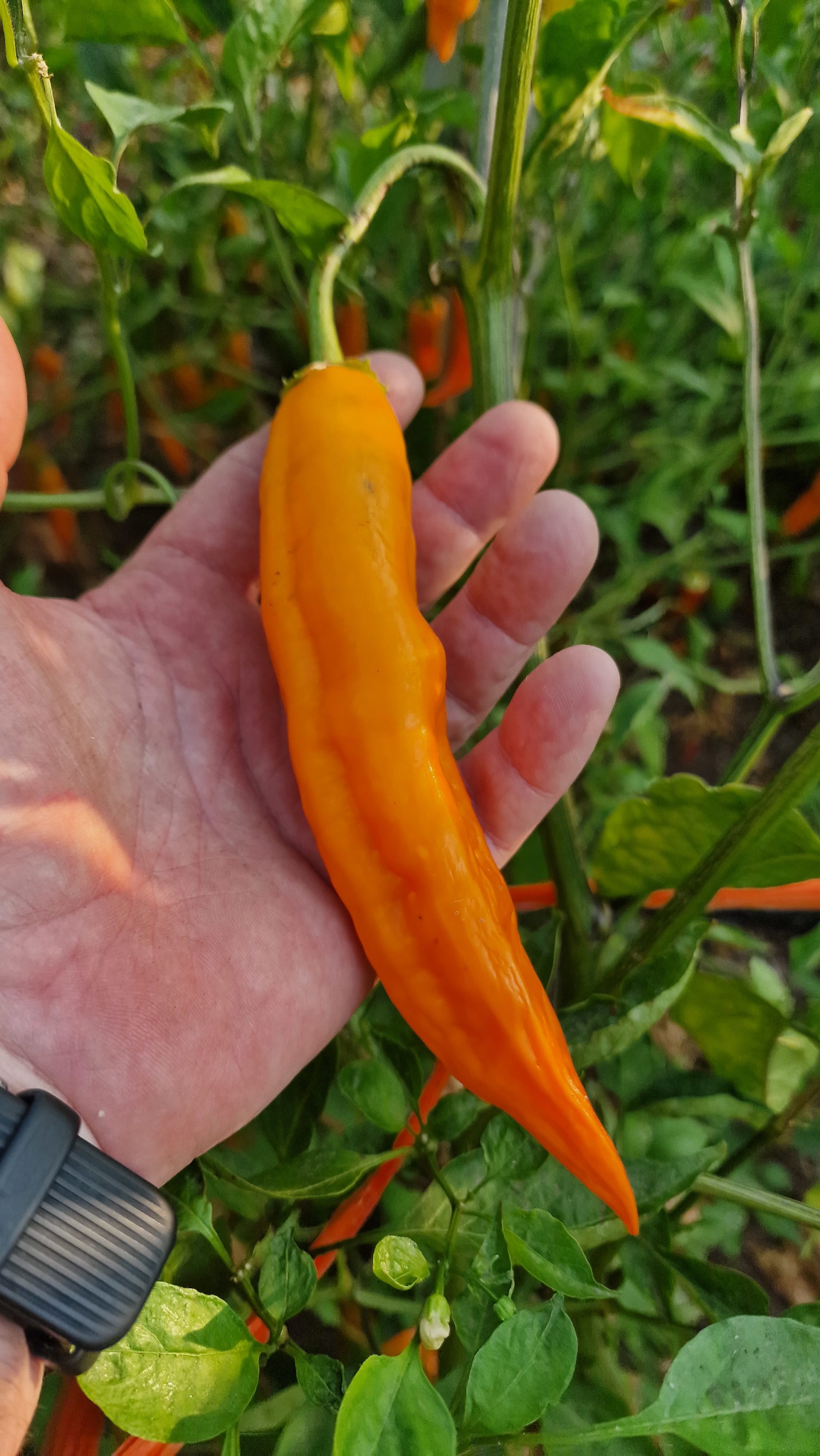 Aji Pacay Chilli Seeds - Aji Pacay Pepper Seeds