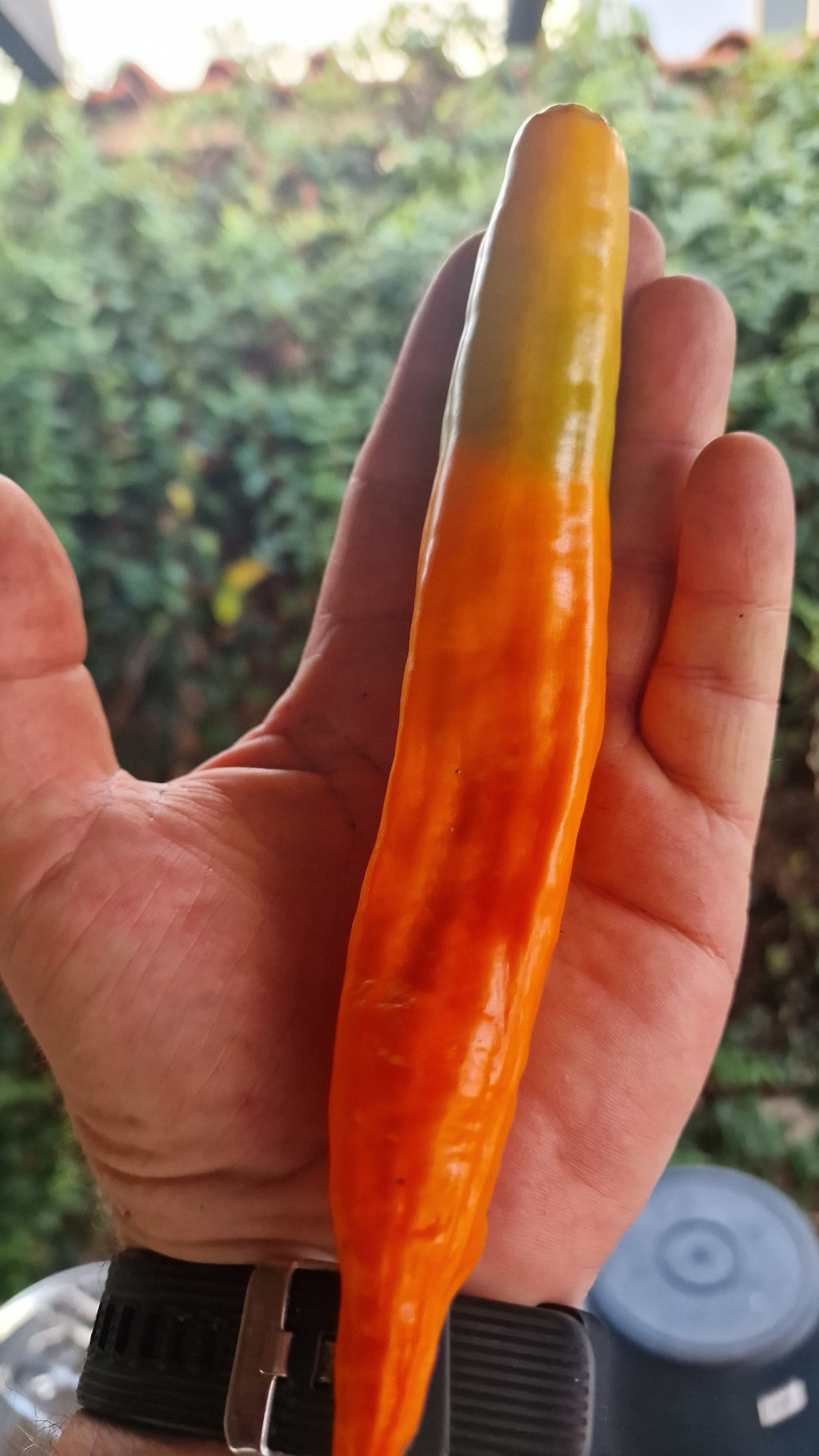 Aji Pacay Chilli Seeds - Aji Pacay Pepper Seeds