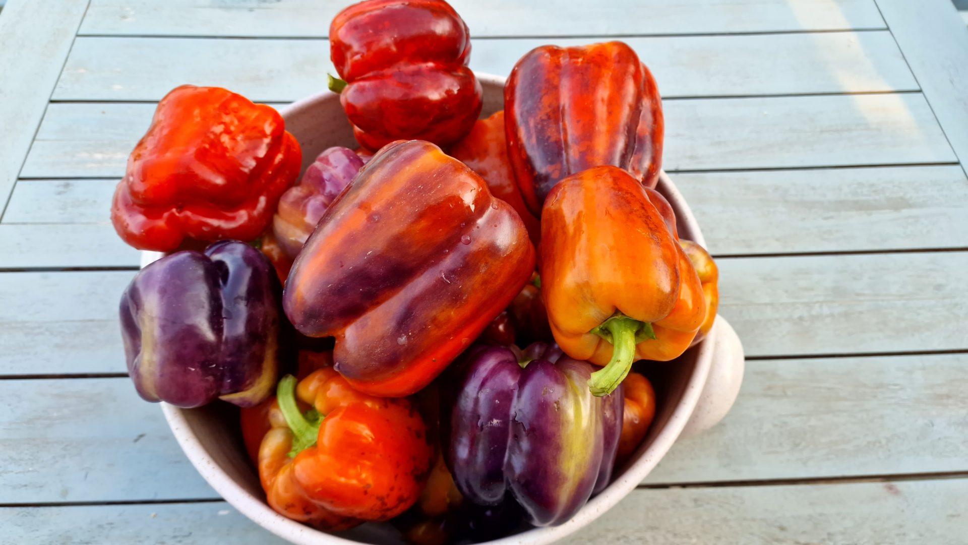 Tequila Sweet Pepper Seeds - Tequila Pepper Seeds - Red Dragon Seeds