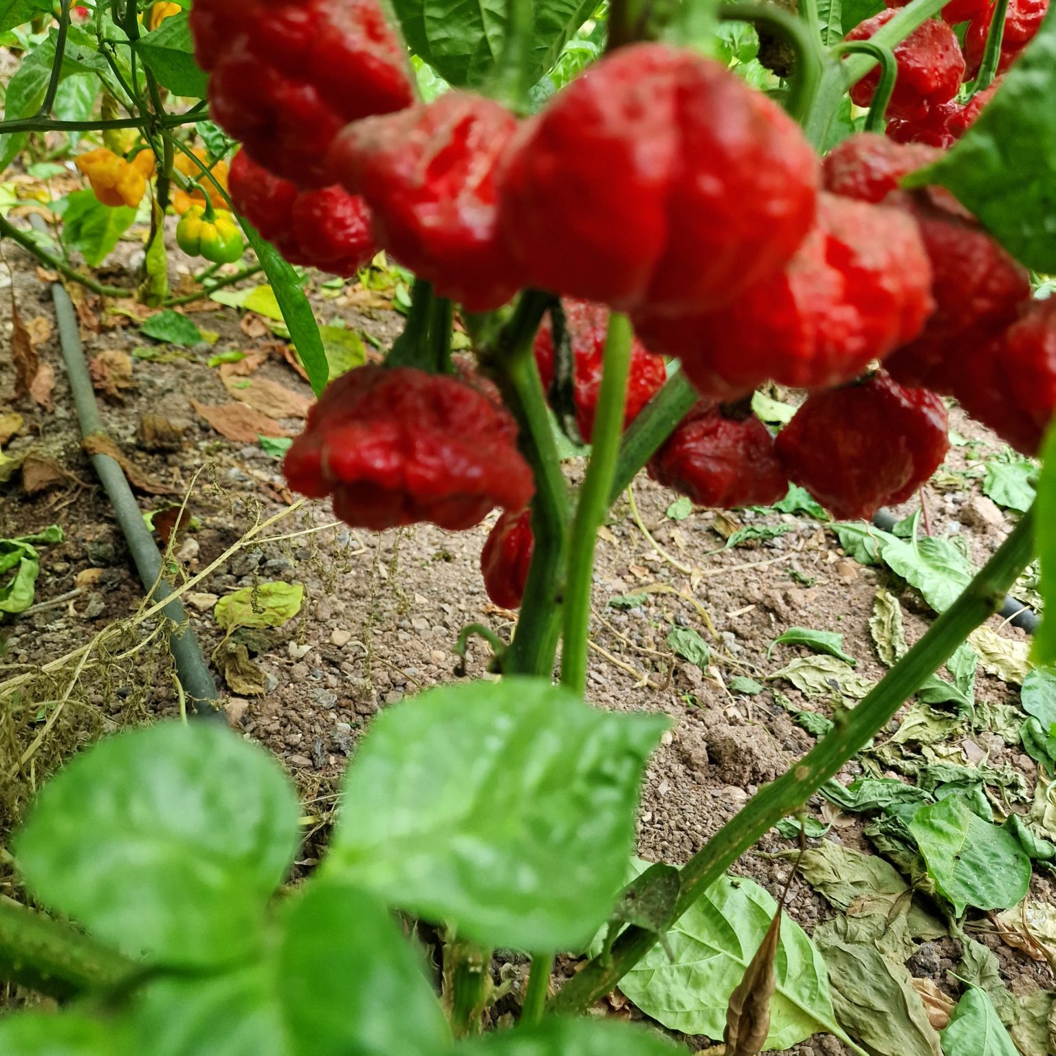 Khang Starr Scarlett Rose Chilli Seeds - Khang Starr Scarlett Rose ...