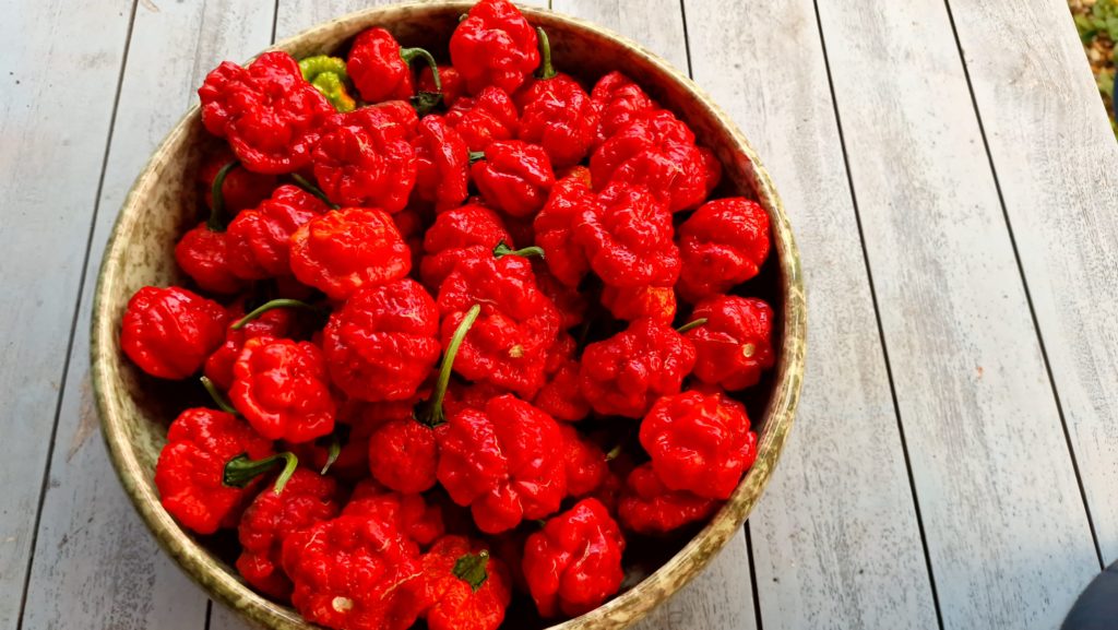 Khang Starr Scarlett Rose Chilli Seeds - Khang Starr Scarlett Rose ...