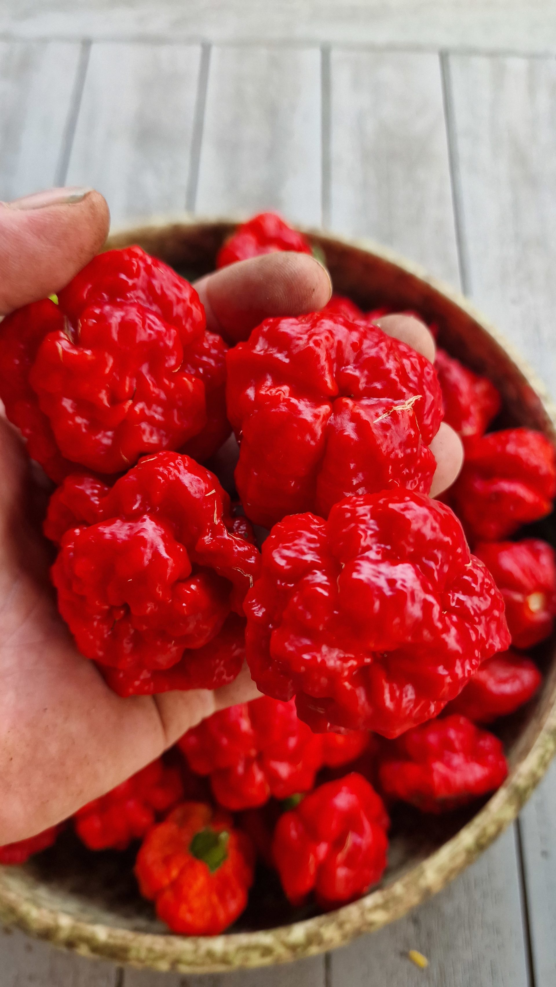 Khang Starr Scarlett Rose Chilli Seeds - Khang Starr Scarlett Rose ...