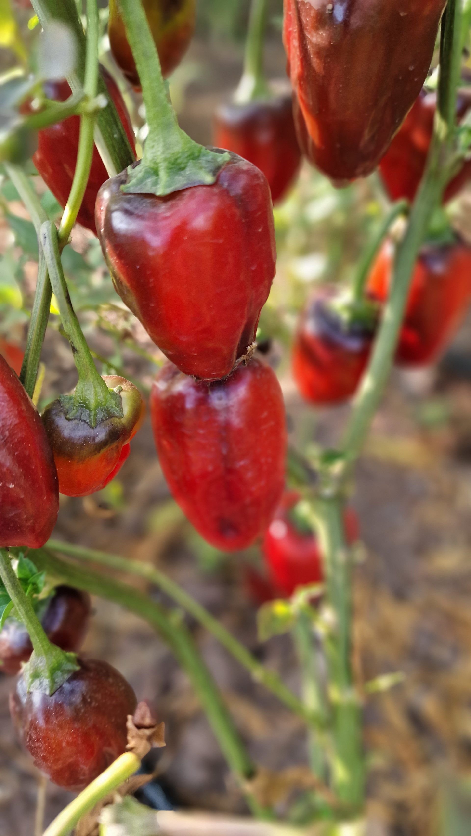 Bryan's Blood Chilli Seeds - Bryan's Blood Pepper Seeds