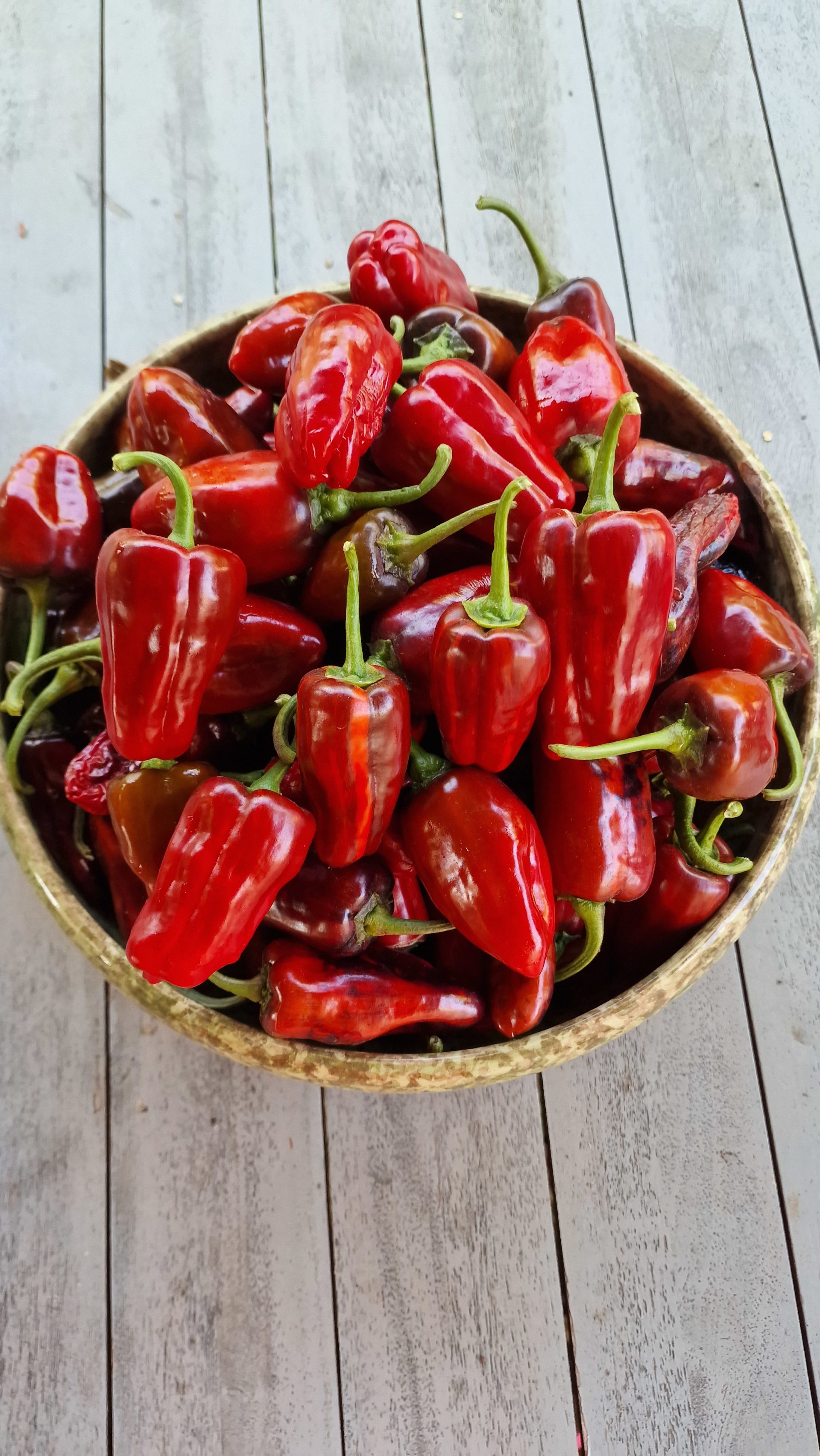 Bryan's Blood Chilli Seeds - Bryan's Blood Pepper Seeds