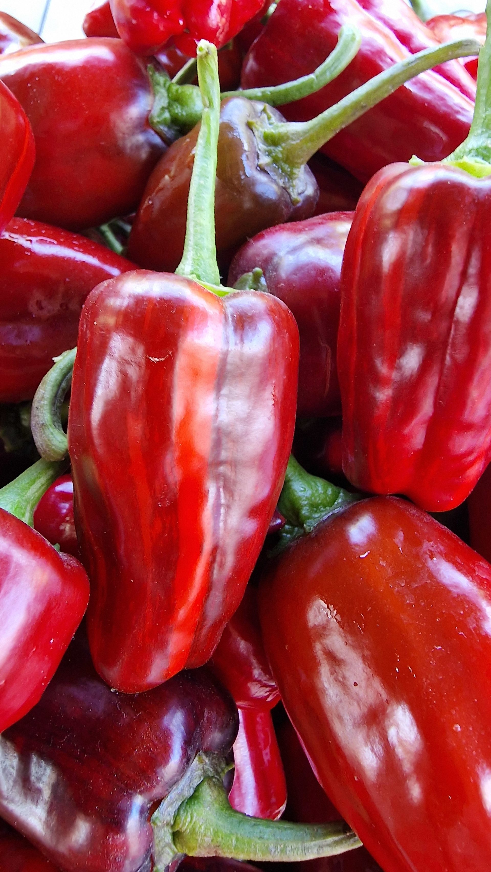 Bryan's Blood Chilli Seeds - Bryan's Blood Pepper Seeds