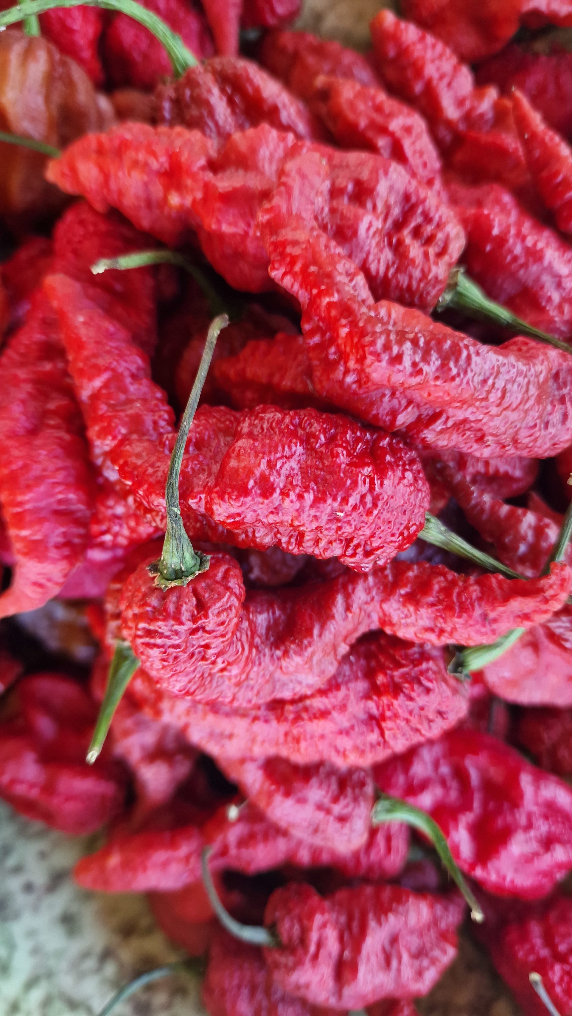 Leviathan Chocolate Chilli Seeds - Leviathan Chocolate Pepper Seeds