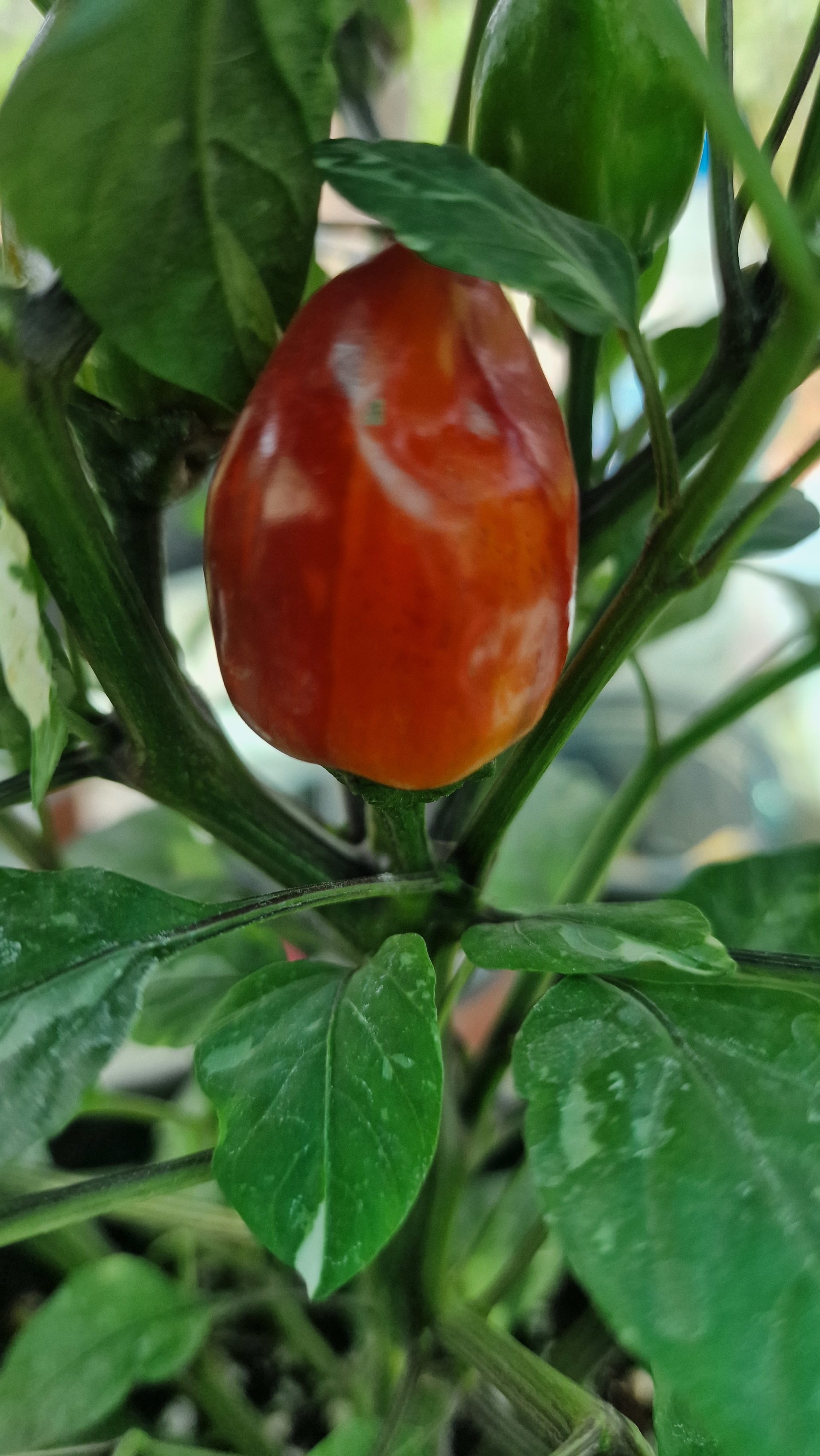 Scarlett Variegated X Purple Flash Chilli Seeds - Red Dragon Seeds